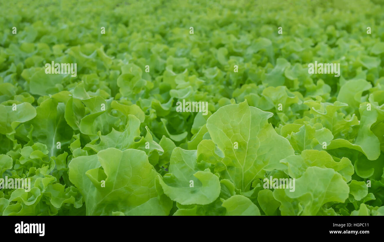 Cultivation hydroponic green vegetable in farm plant market Stock Photo ...
