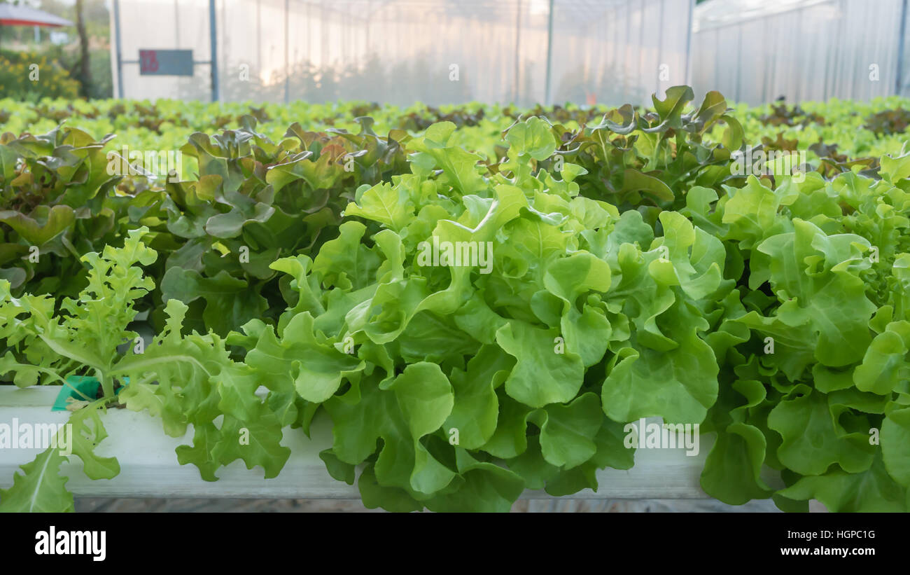 Hydroponic farm rice hi-res stock photography and images - Alamy