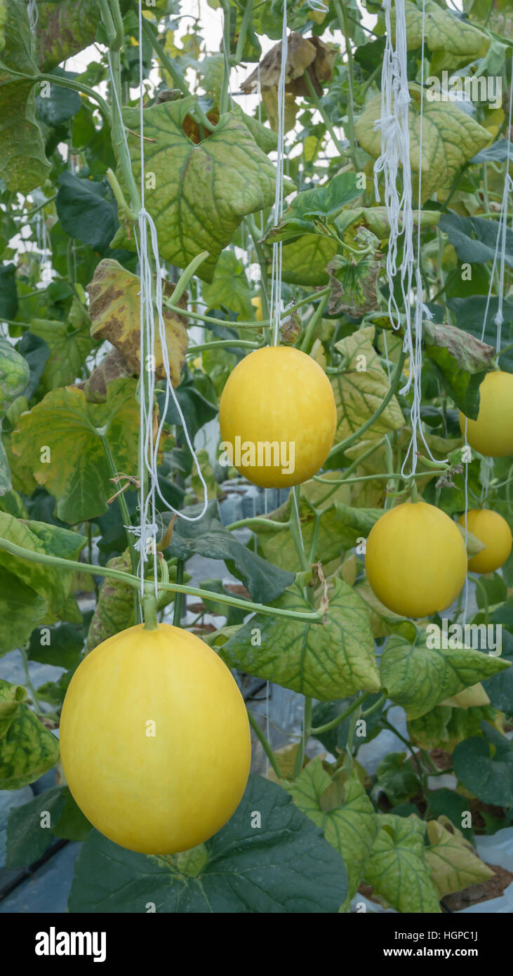 Hanging melon hi-res stock photography and images - Alamy