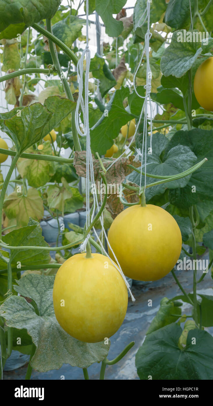 Yellow melon hanging on tree in field Stock Photo - Alamy