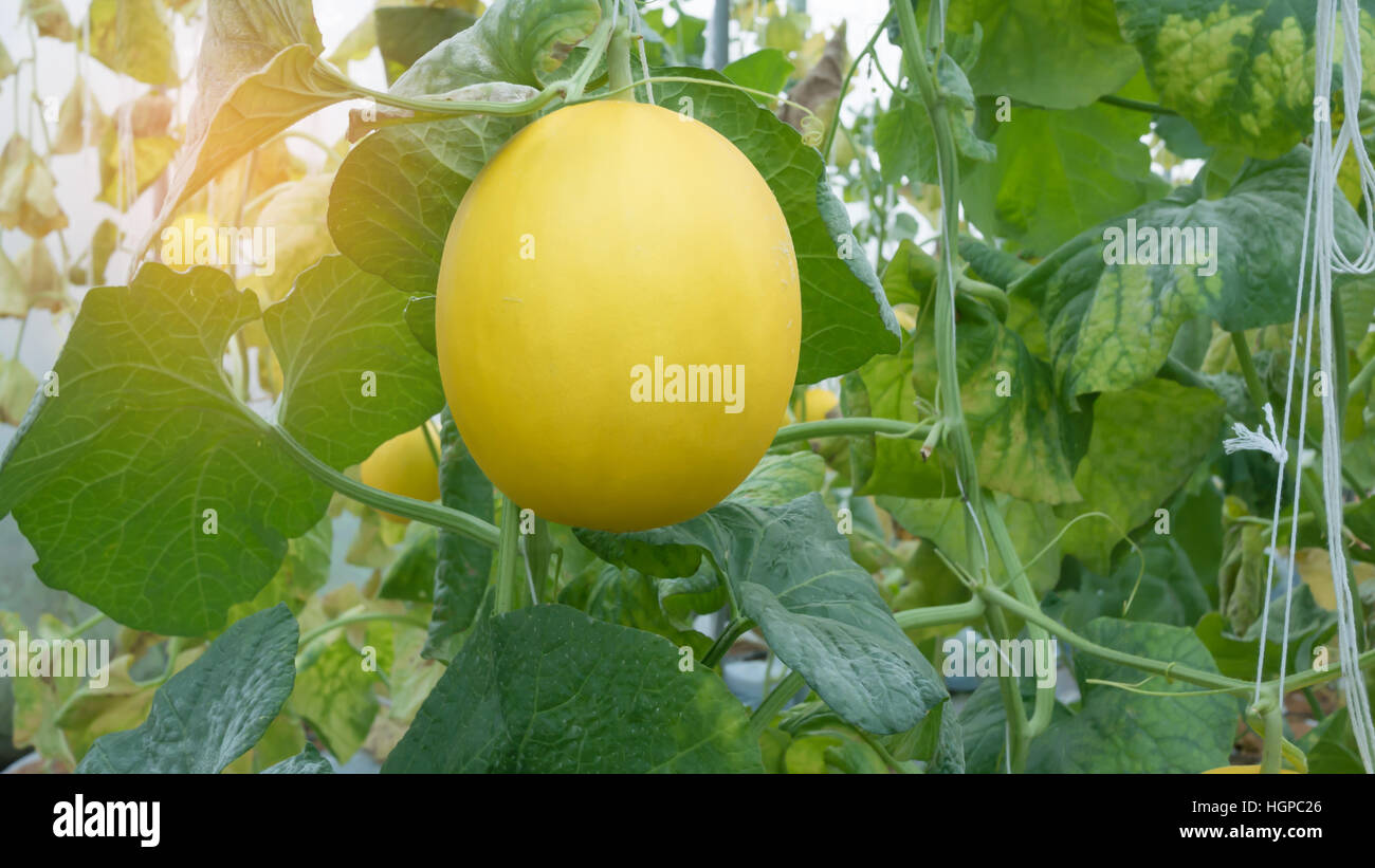 Yellow melon hanging on tree in field Stock Photo - Alamy