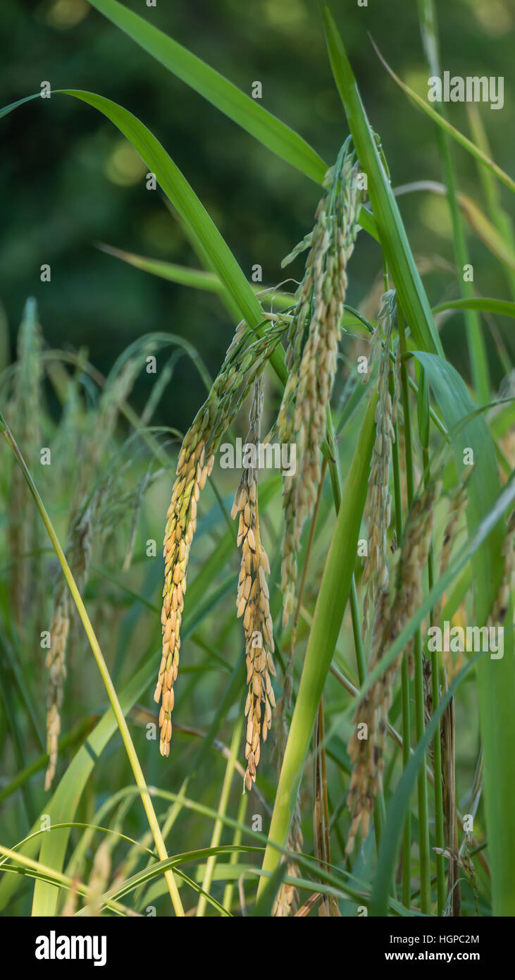 close up of yellow green rice field Stock Photo - Alamy