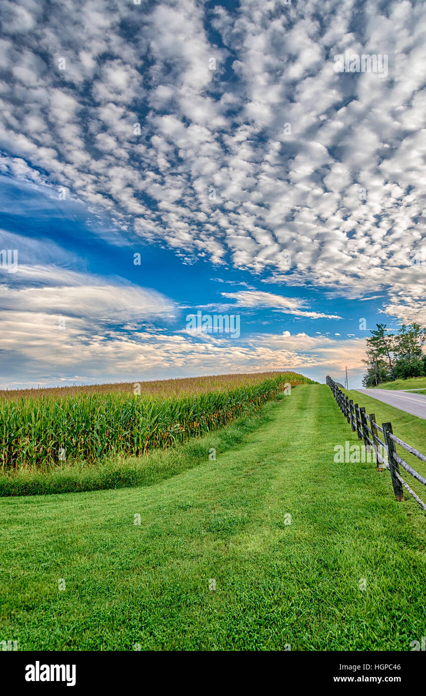 Beautiful corn hi-res stock photography and images - Alamy