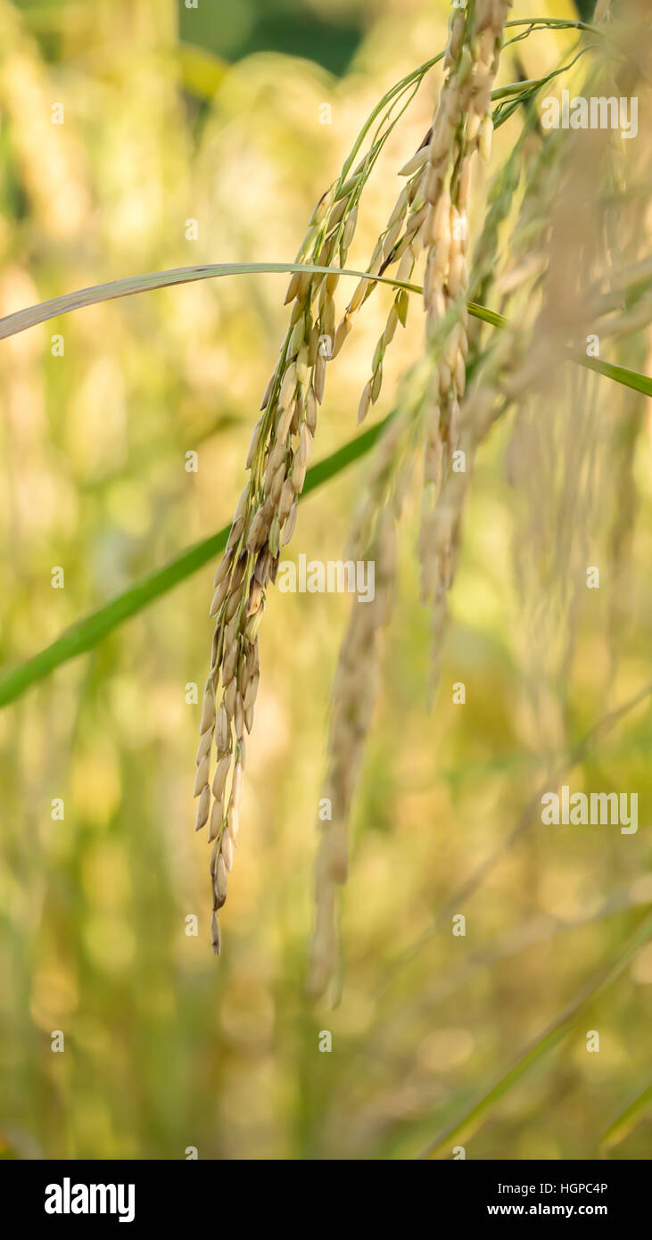 close up of yellow green rice field Stock Photo - Alamy