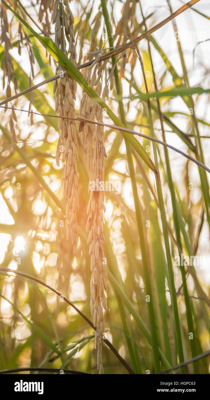 close up of yellow green rice field Stock Photo - Alamy