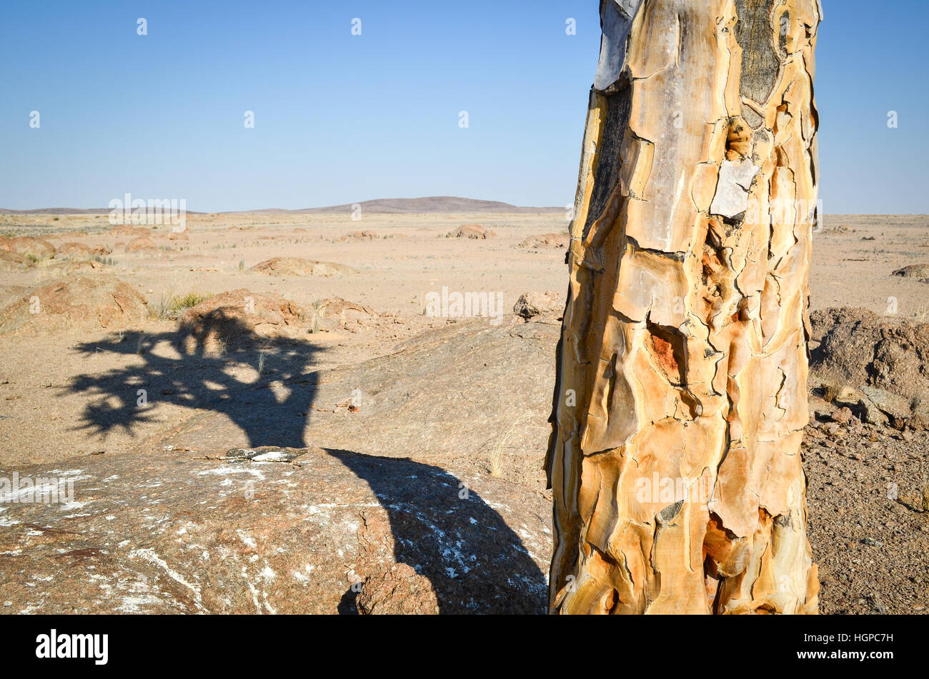 Tree in the Namib desert, Namibia Stock Photo - Alamy