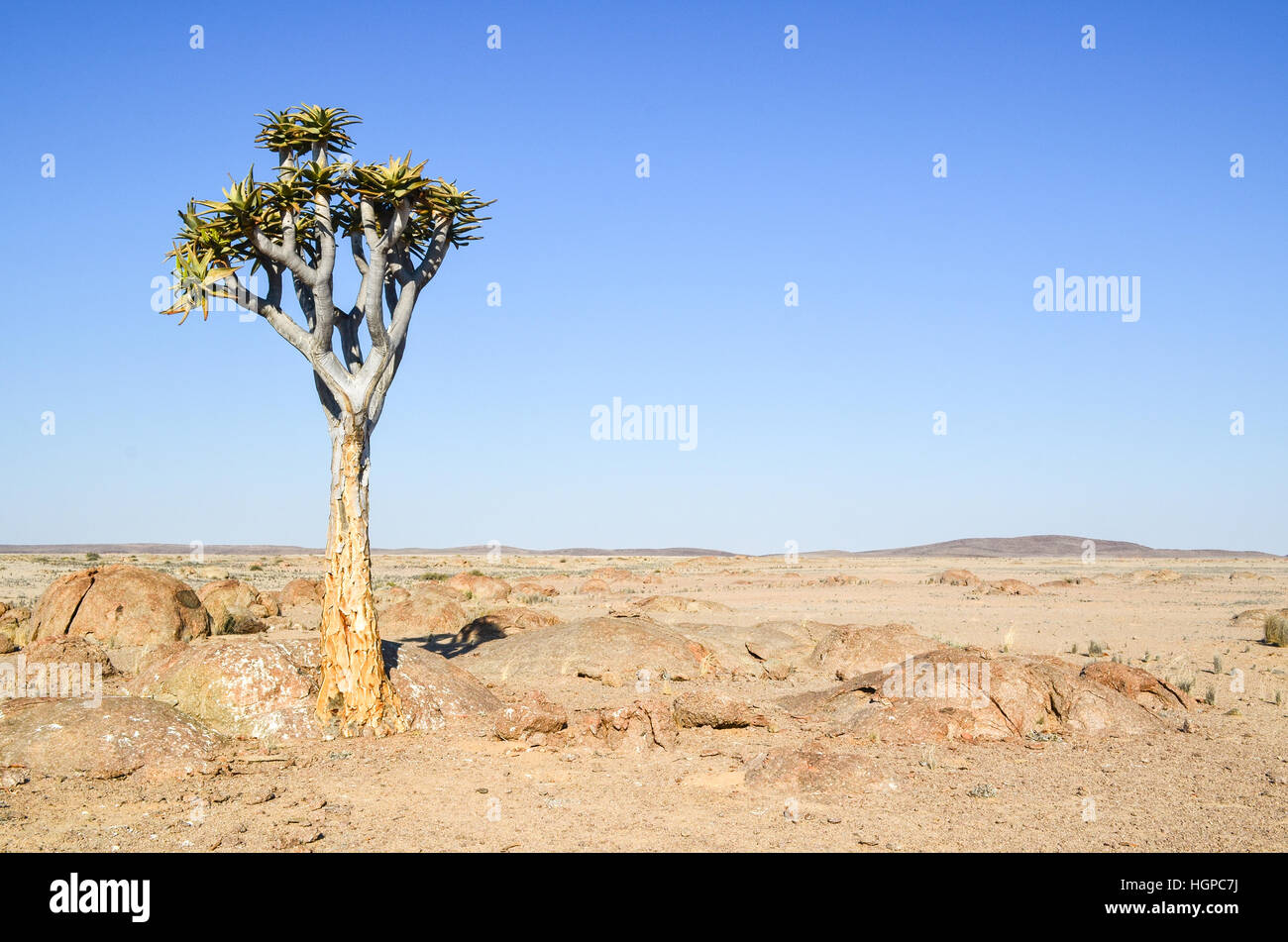 Tree in the Namib desert, Namibia Stock Photo - Alamy
