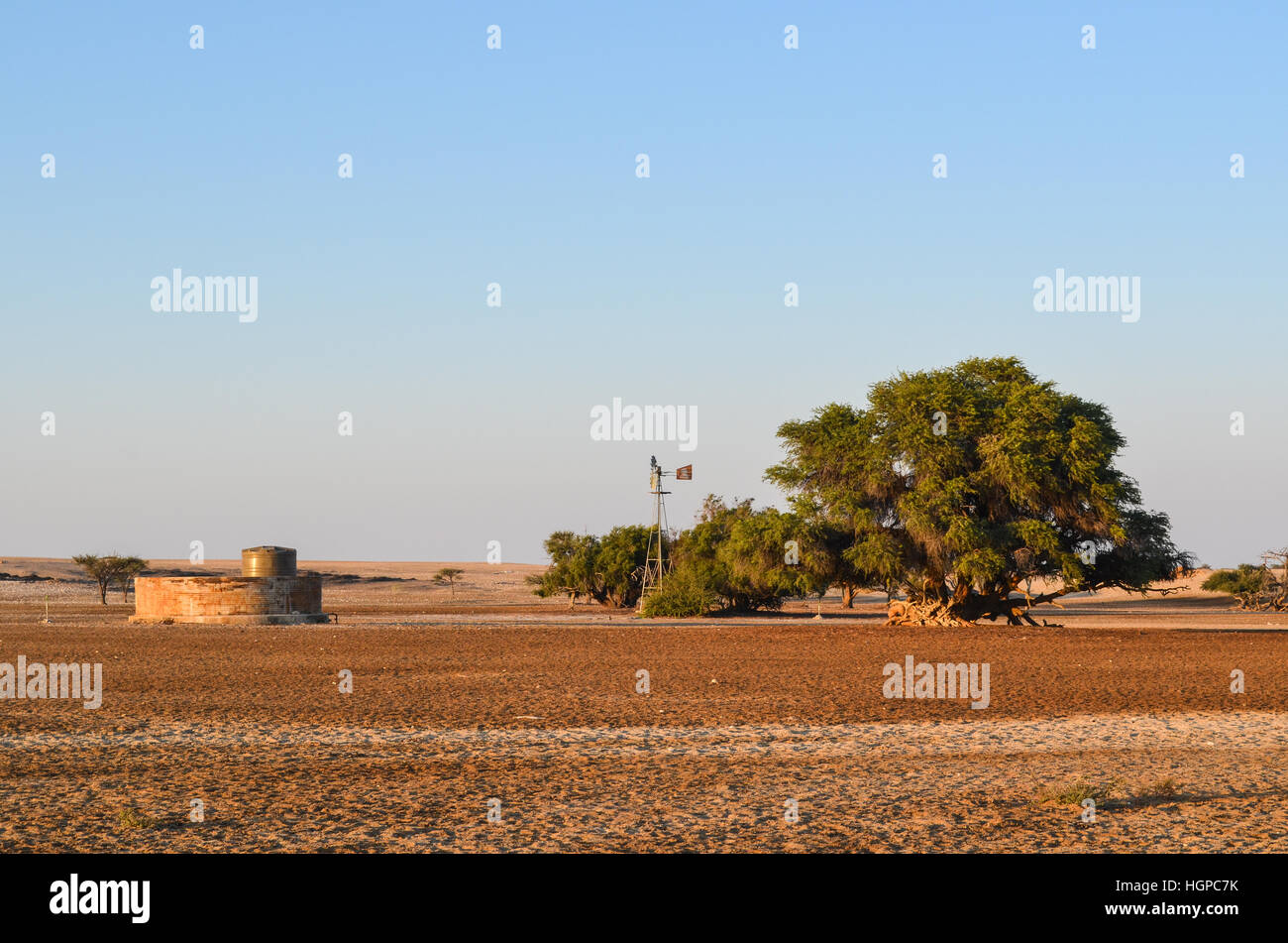 Tree in the Namib desert, Namibia Stock Photo - Alamy