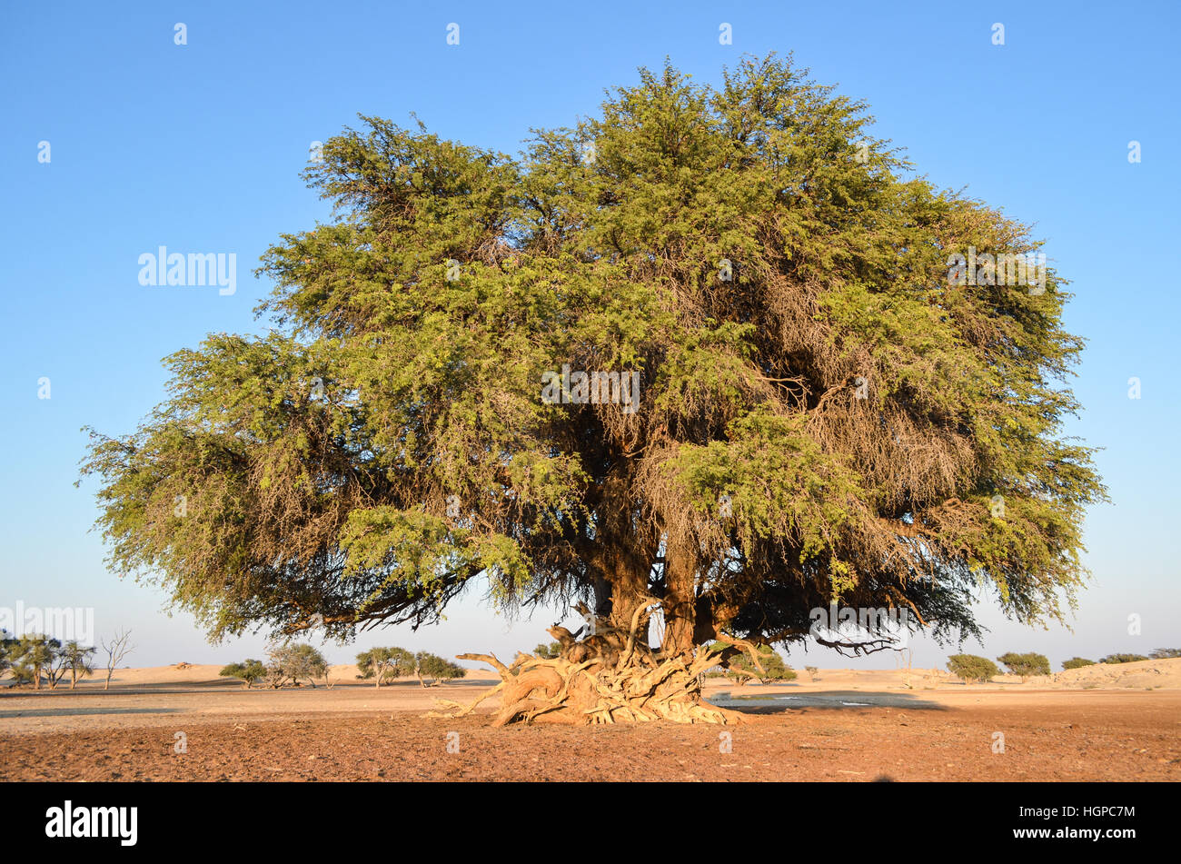 Desert explorer namibia hi-res stock photography and images - Alamy