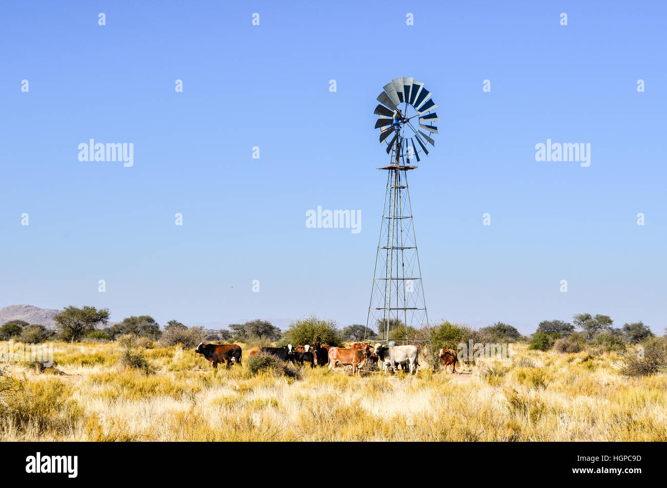 Cattle Farming Namibia High Resolution Stock Photography and Images - Alamy