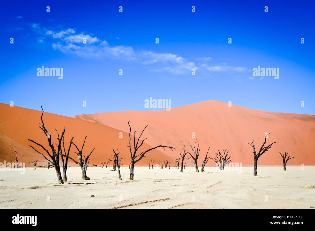 Petrified tree in namibian desert hi-res stock photography and images ...