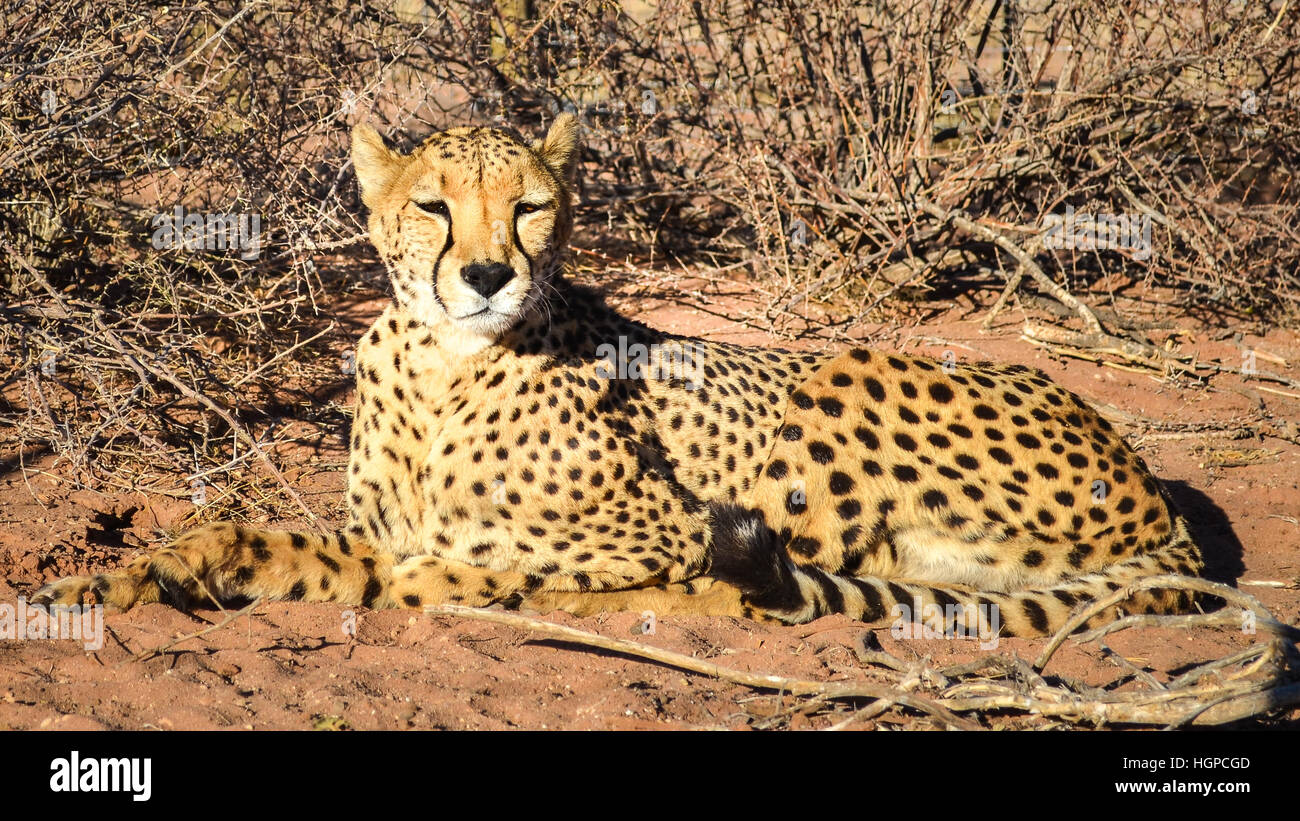 Cheetah in Namibia Stock Photo - Alamy