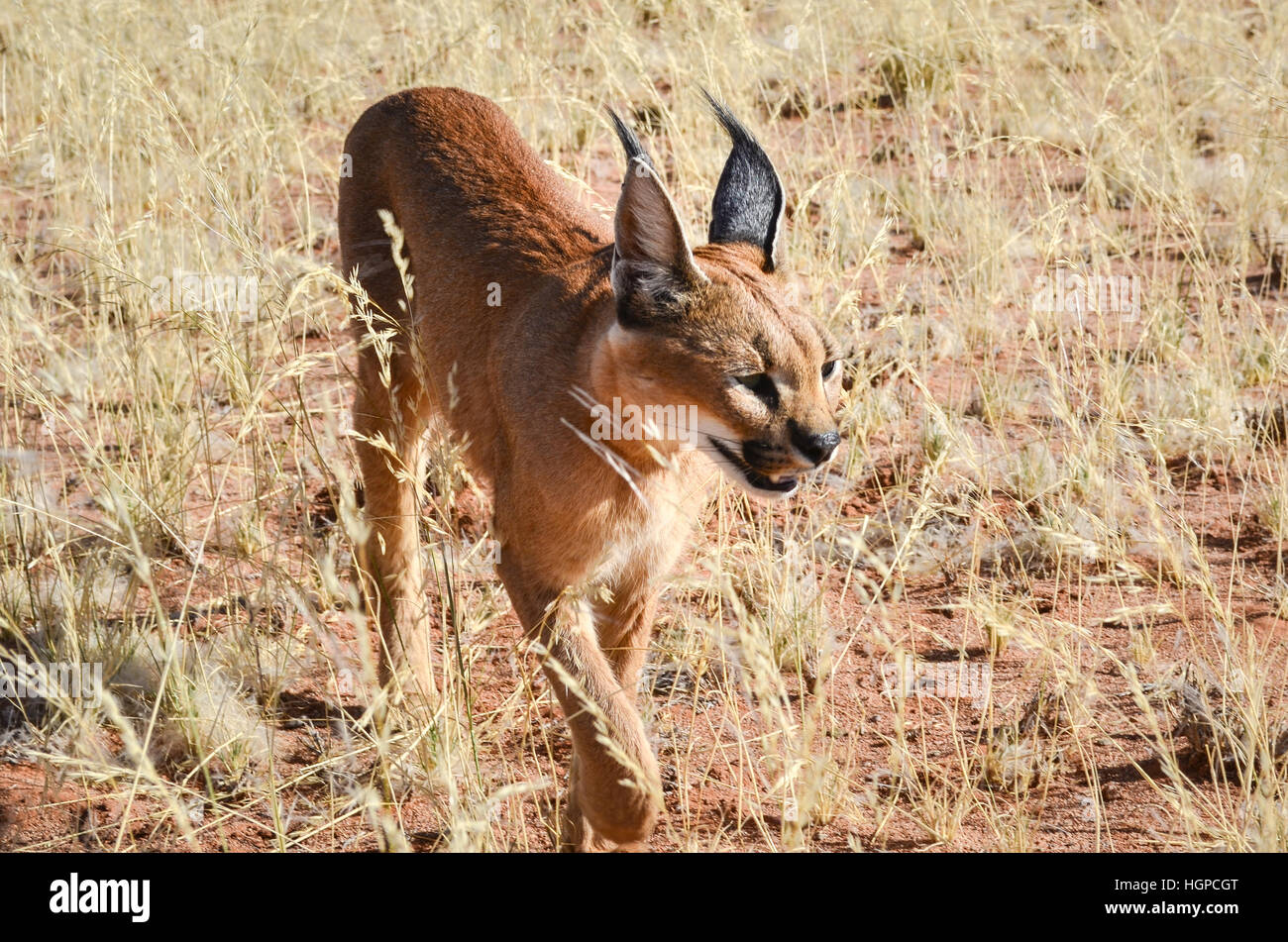 Caracal in the desert of Namibia Stock Photo - Alamy