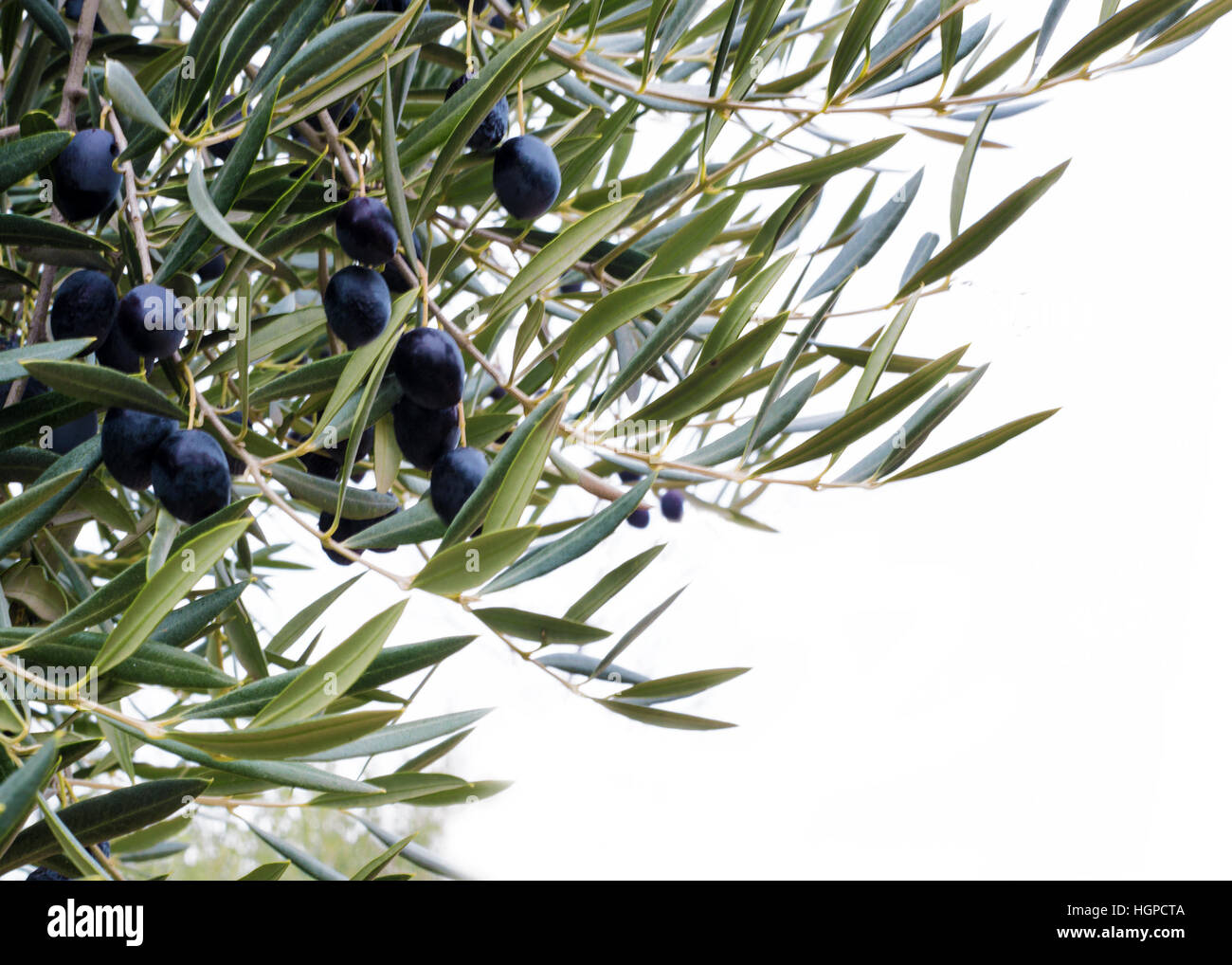 Atmospheric image of an Olive tree Stock Photo - Alamy