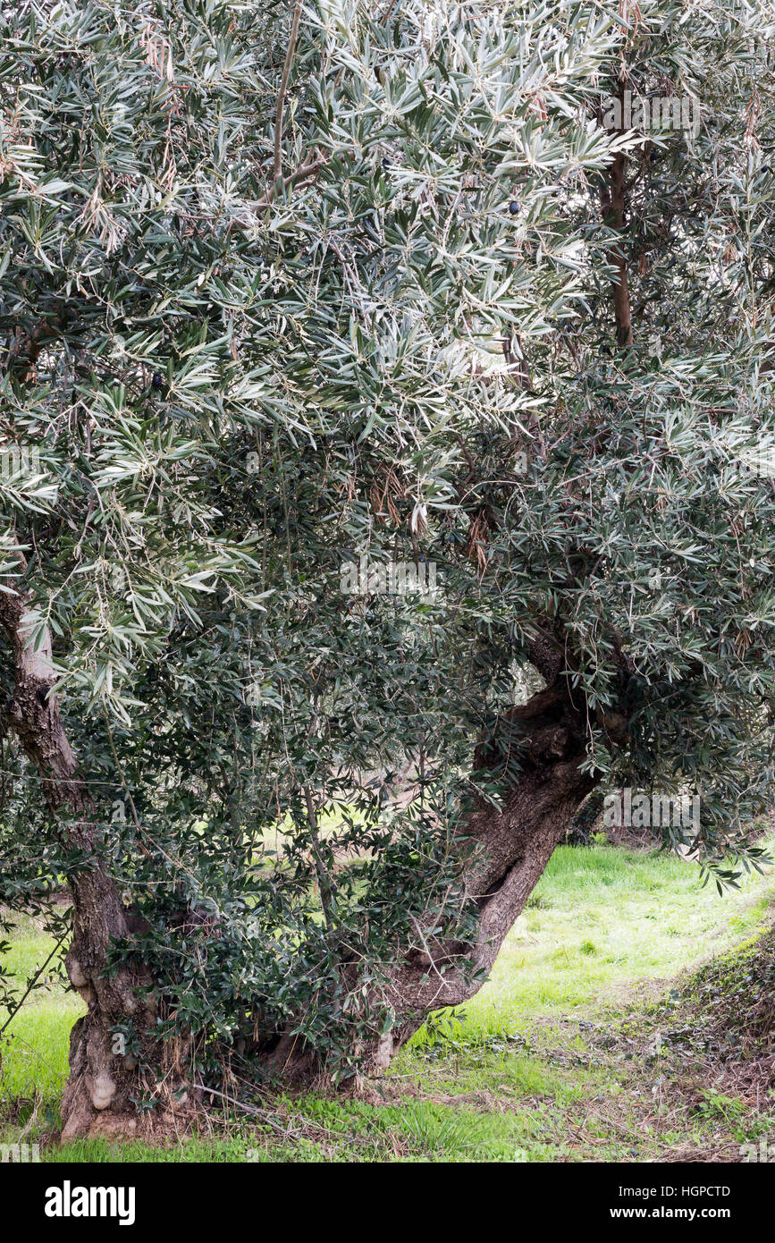 old un-cut olive tree Stock Photo - Alamy