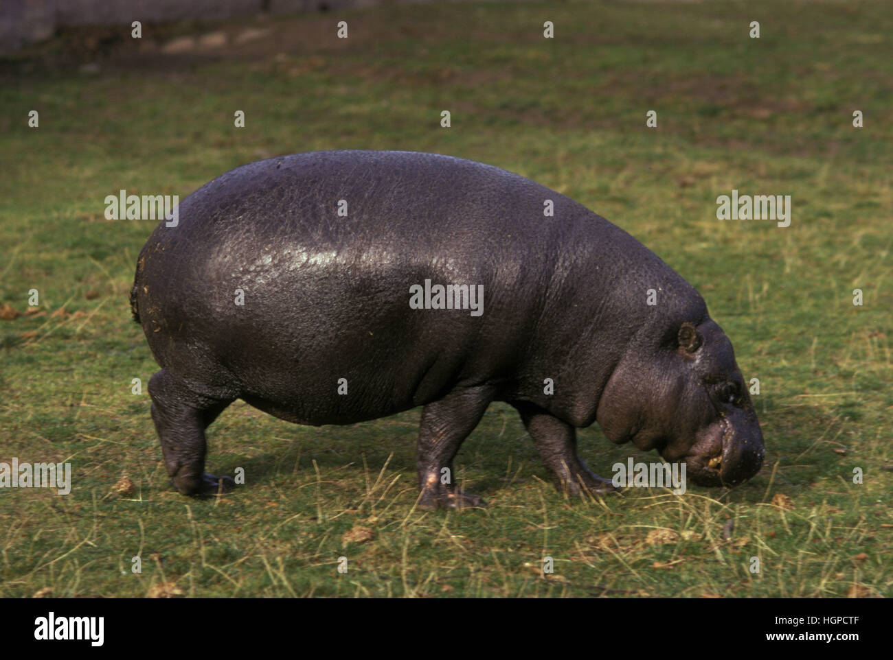 pygmy hippopotamus (Choeropsis liberiensis) West africa Stock Photo - Alamy