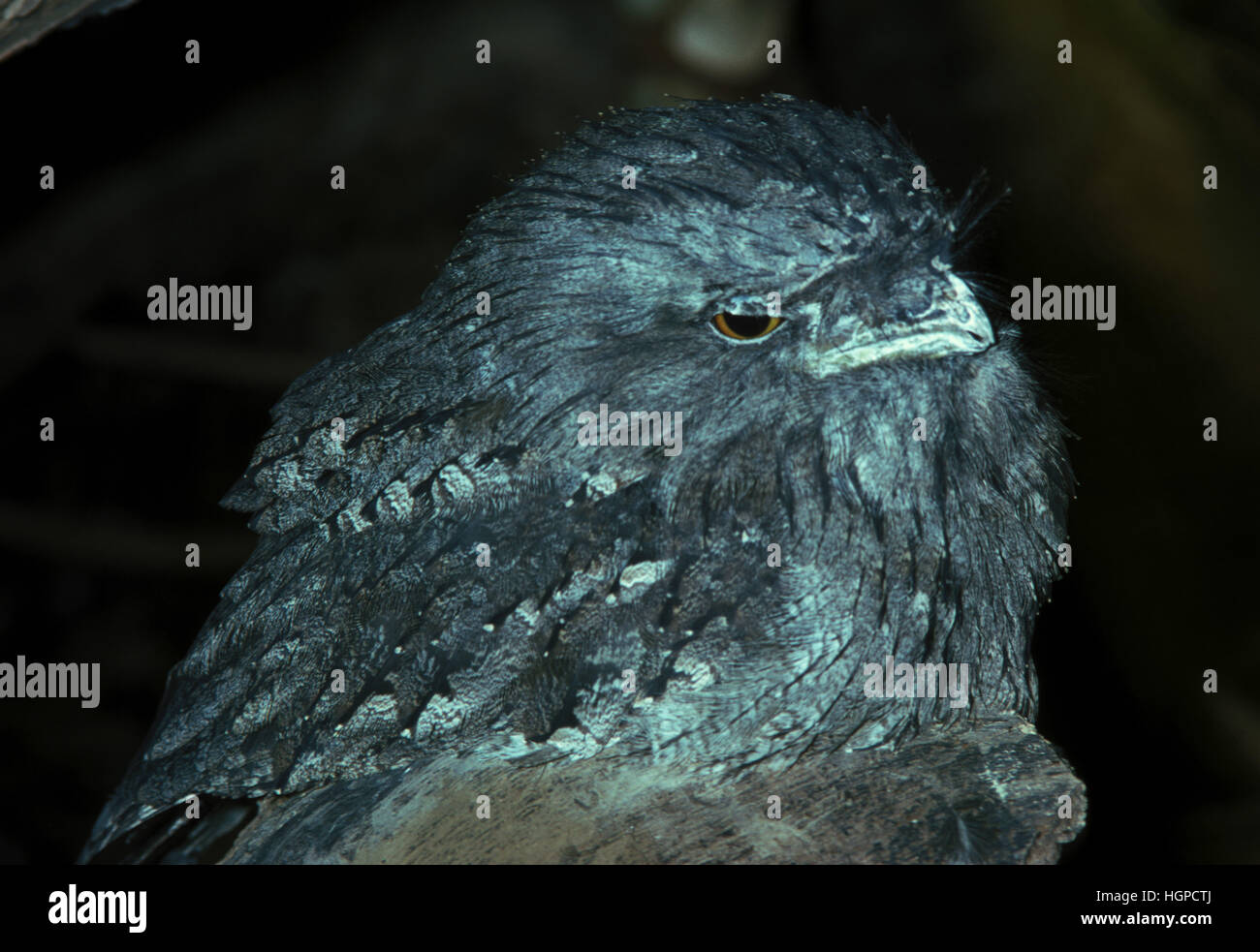 tawny frogmouth (Podargus strigoides) Australia Stock Photo - Alamy