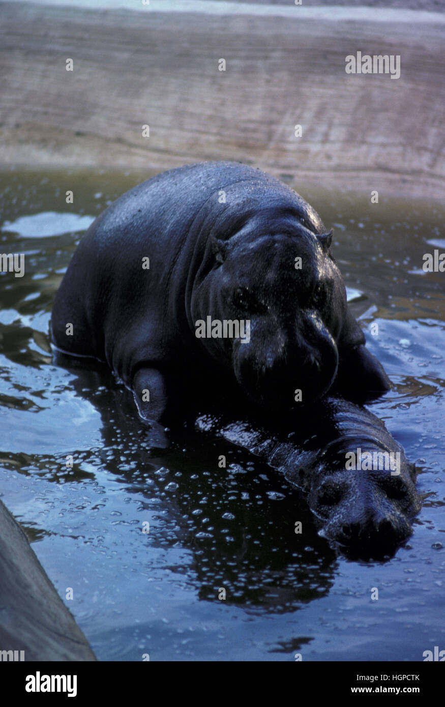 Hippo mating hi-res stock photography and images - Alamy