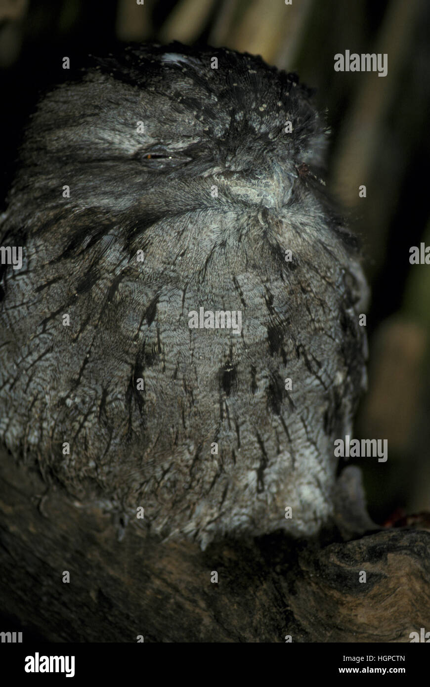 tawny frogmouth (Podargus strigoides) Australia Stock Photo - Alamy