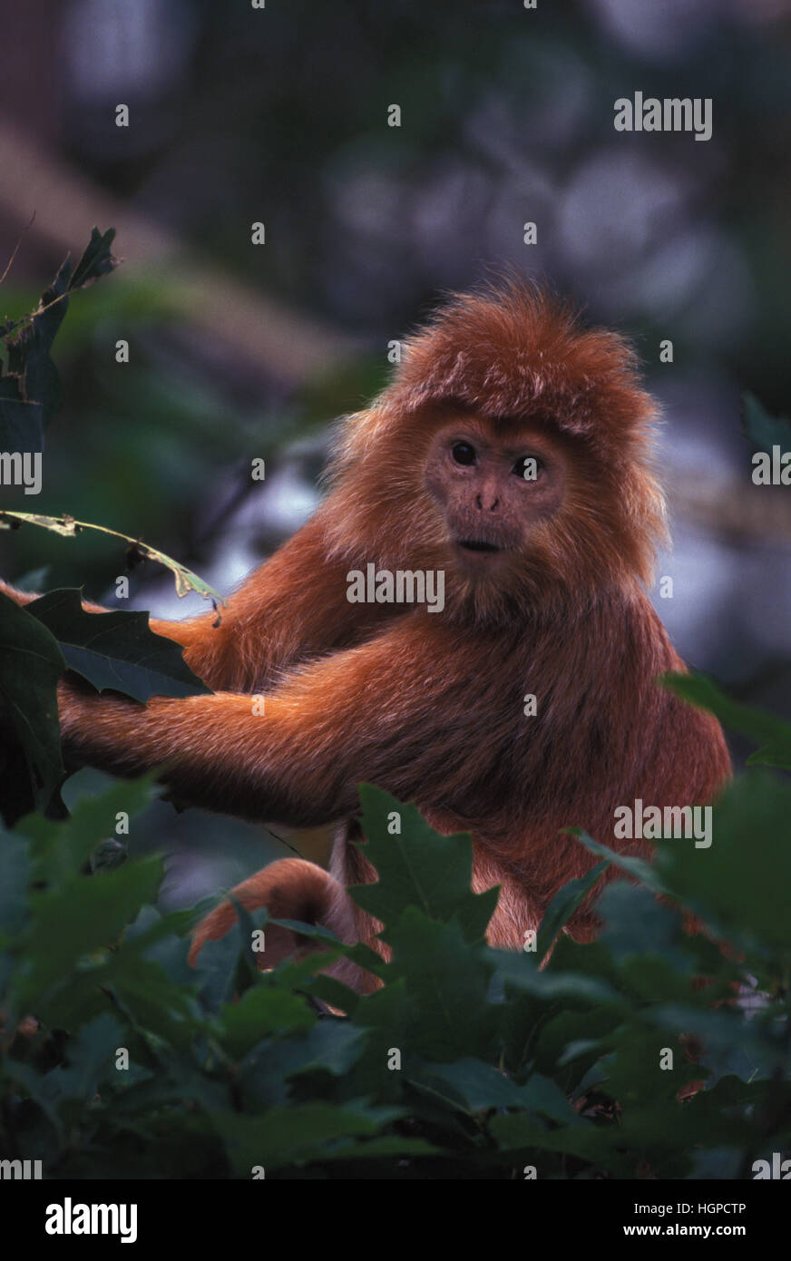 NOT-1248714 MONKEY Langur Javan Javan lutung (Trachypithecus auratus ...