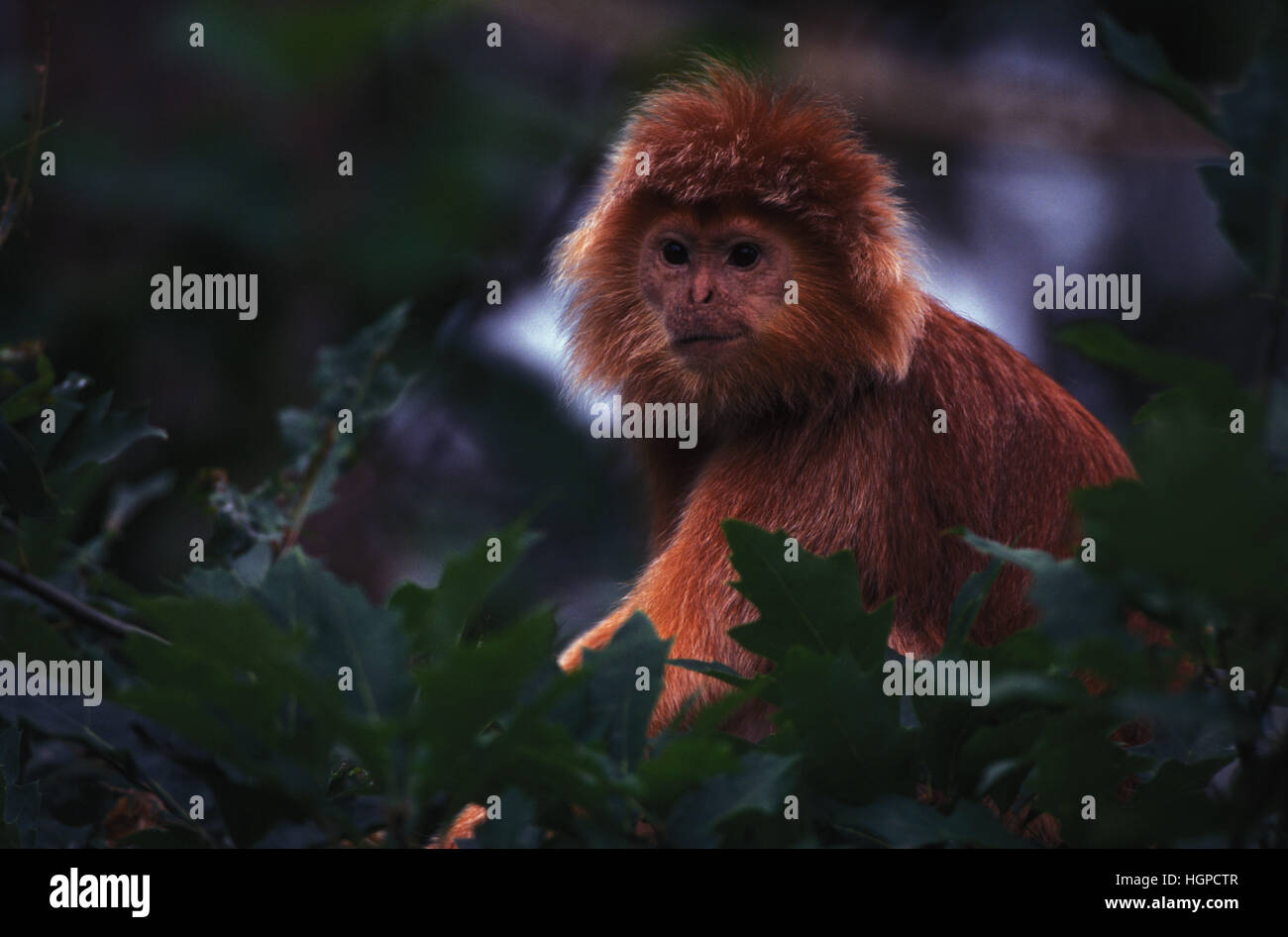 Langur monkey javan lutung hi-res stock photography and images - Alamy