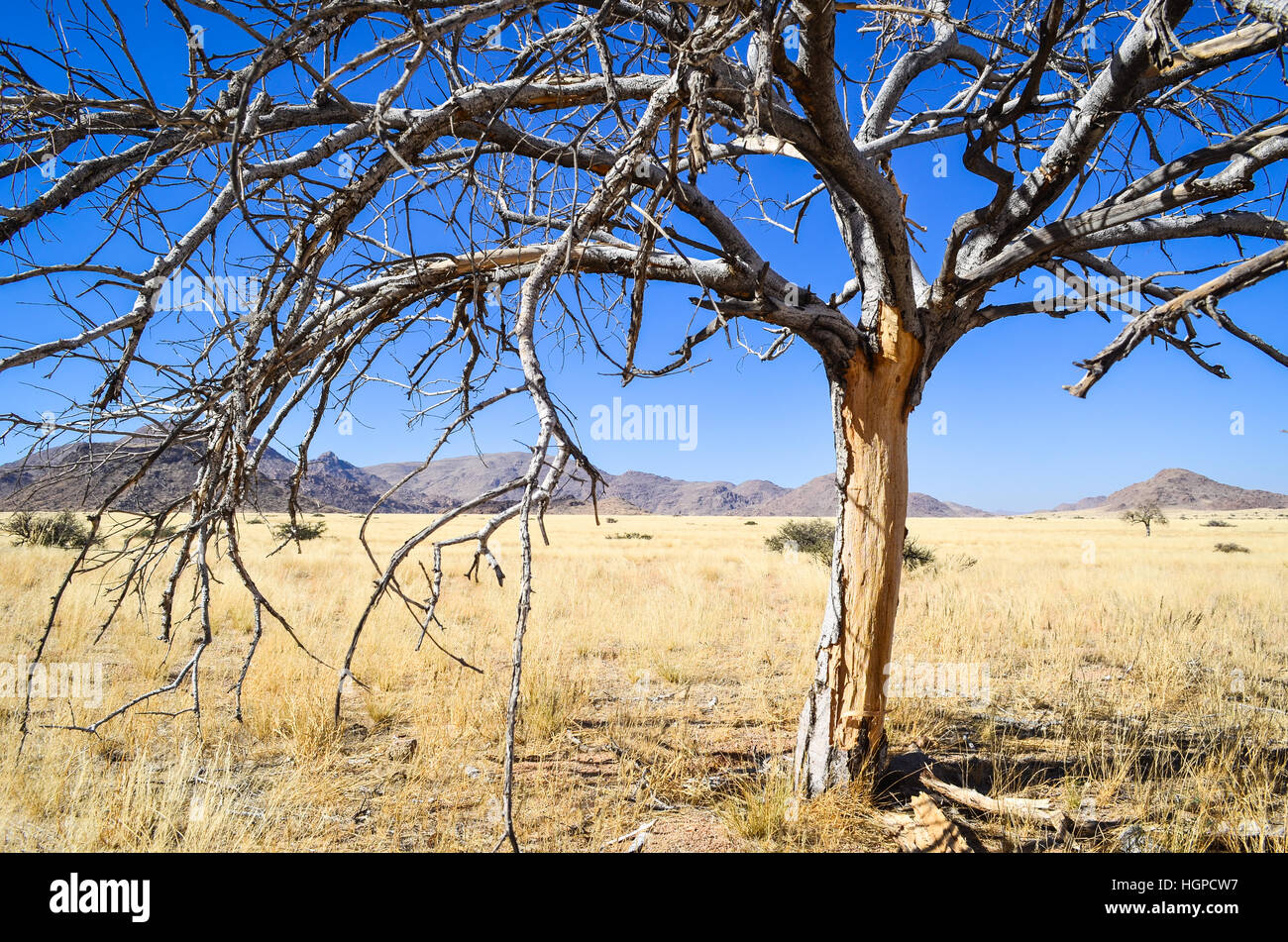Tree in the savanna in Namibia Stock Photo - Alamy
