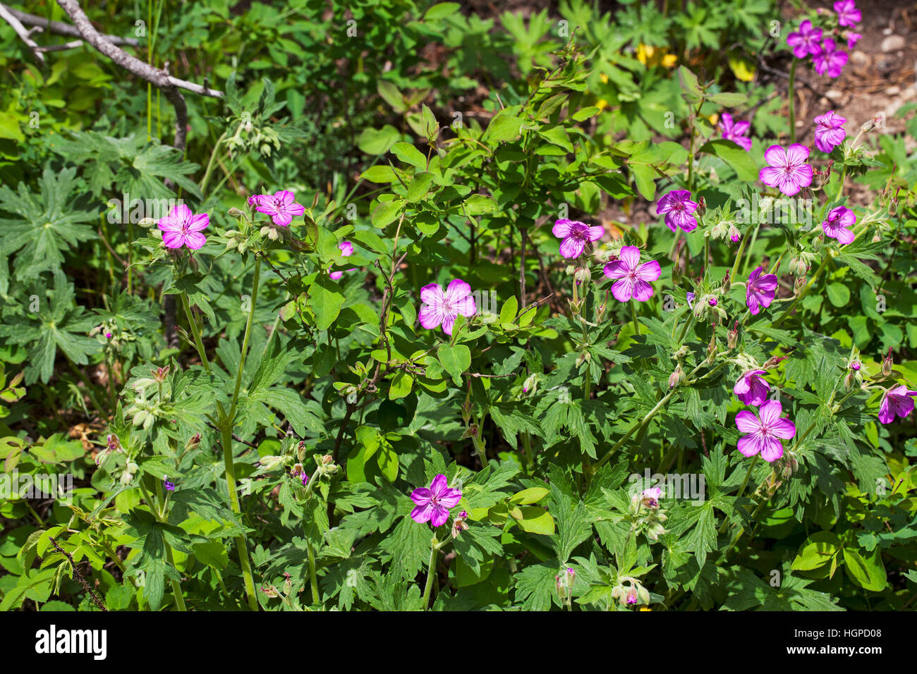 Sticky geranium Geranium viscosissimum Lamar Valley Yellowstone ...