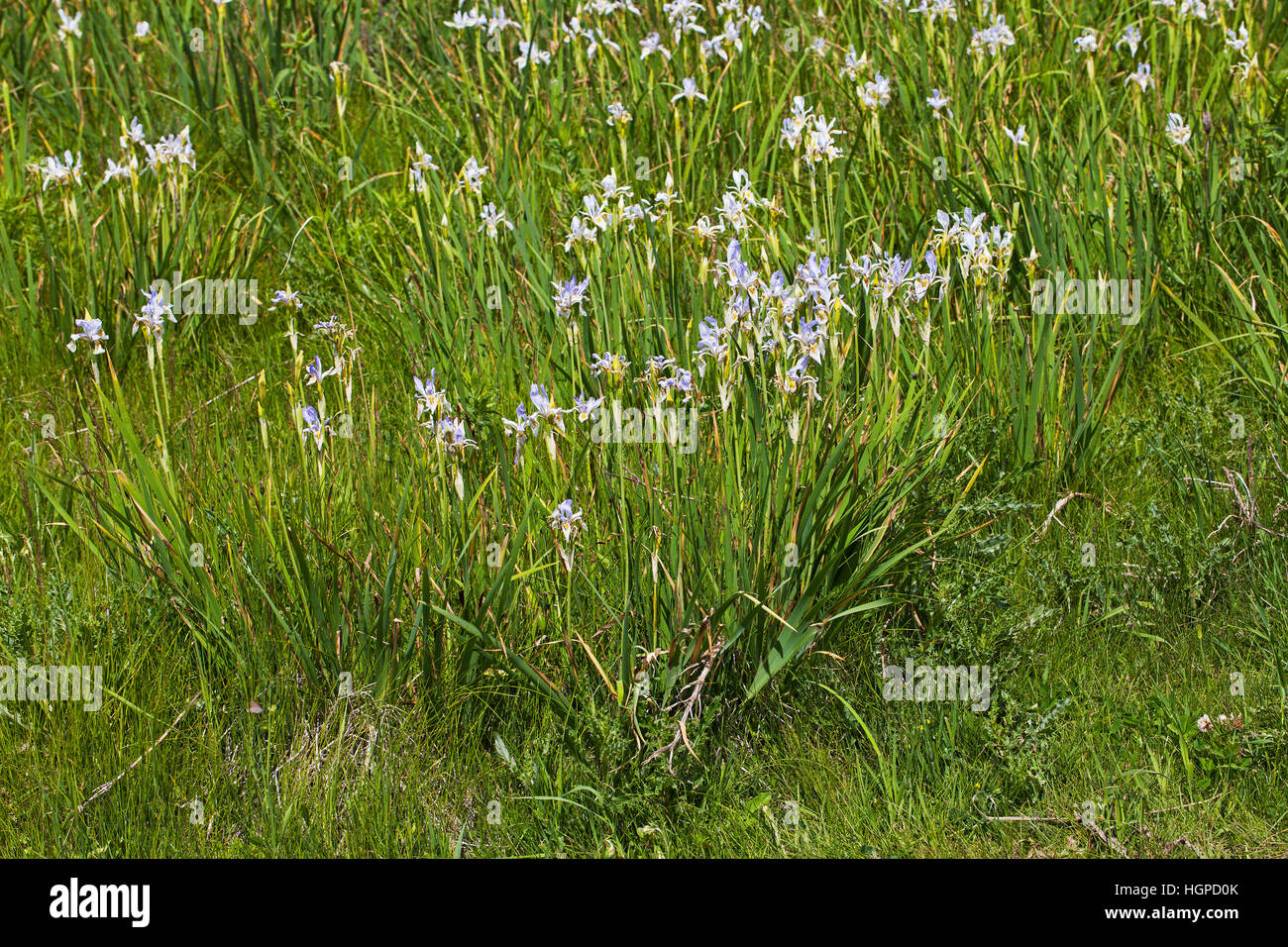 Rocky mountain iris Iris missouriensis Lamar Valley Yellowstone ...