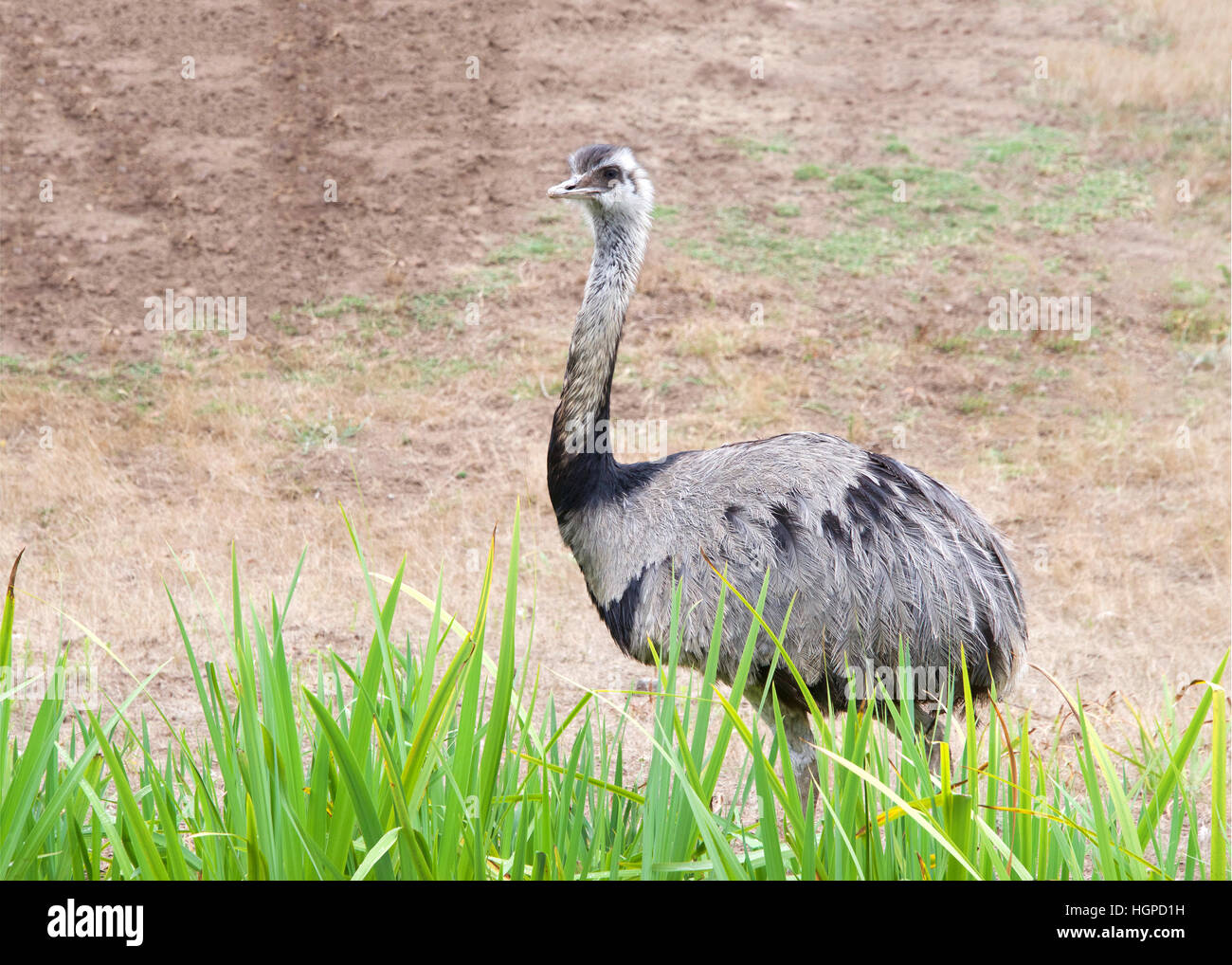 emu walking behind tall grass, brown dead landscape behind Stock Photo ...