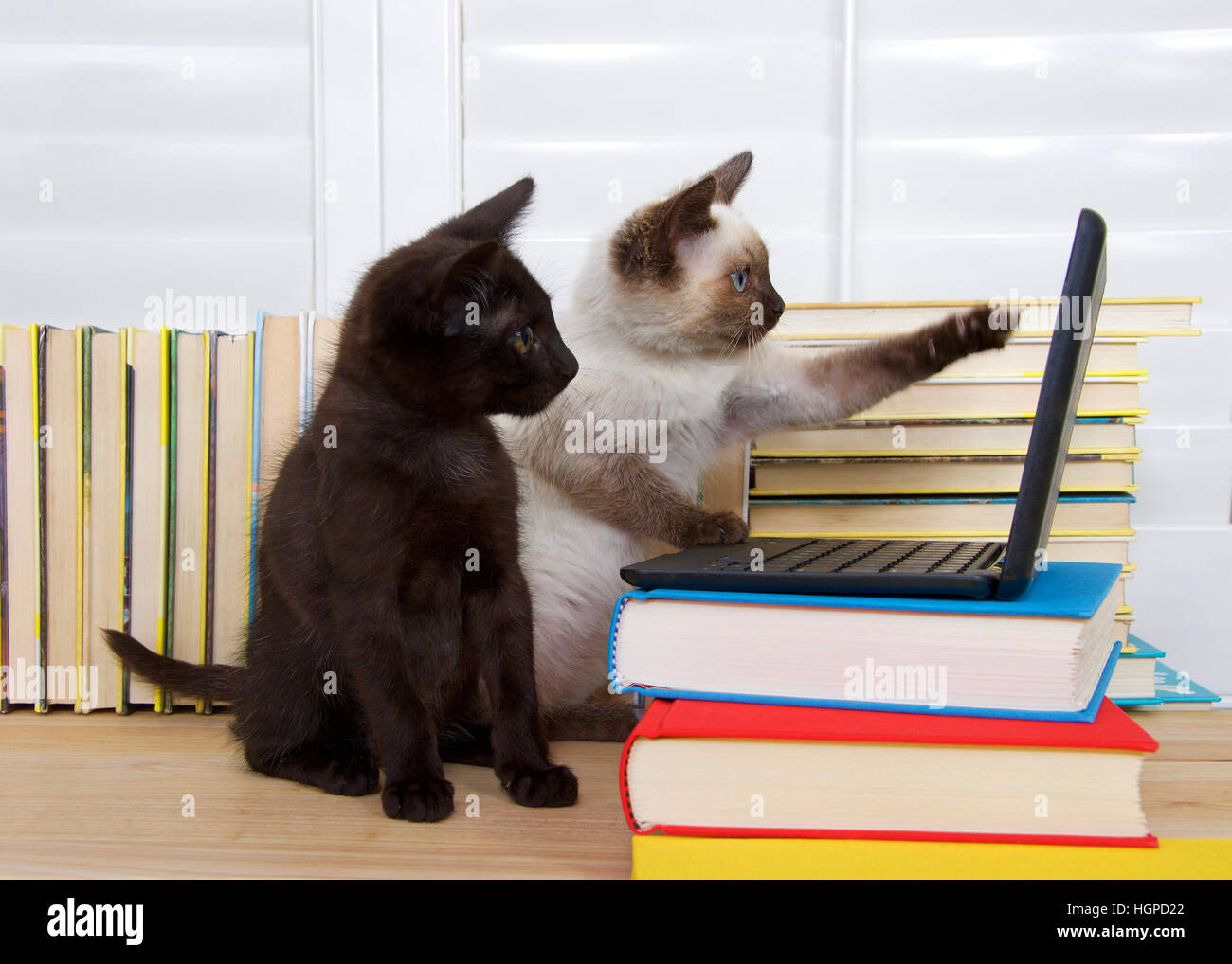 Siamese kitten sitting pointing at screen with one paw, other paw on ...