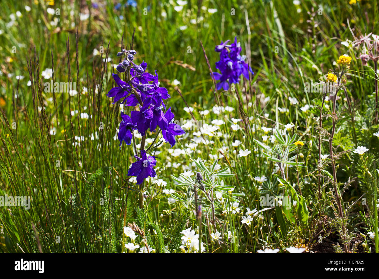 Showy larkspur Delphinium bicolour and Common stitchwort Stellaria ...