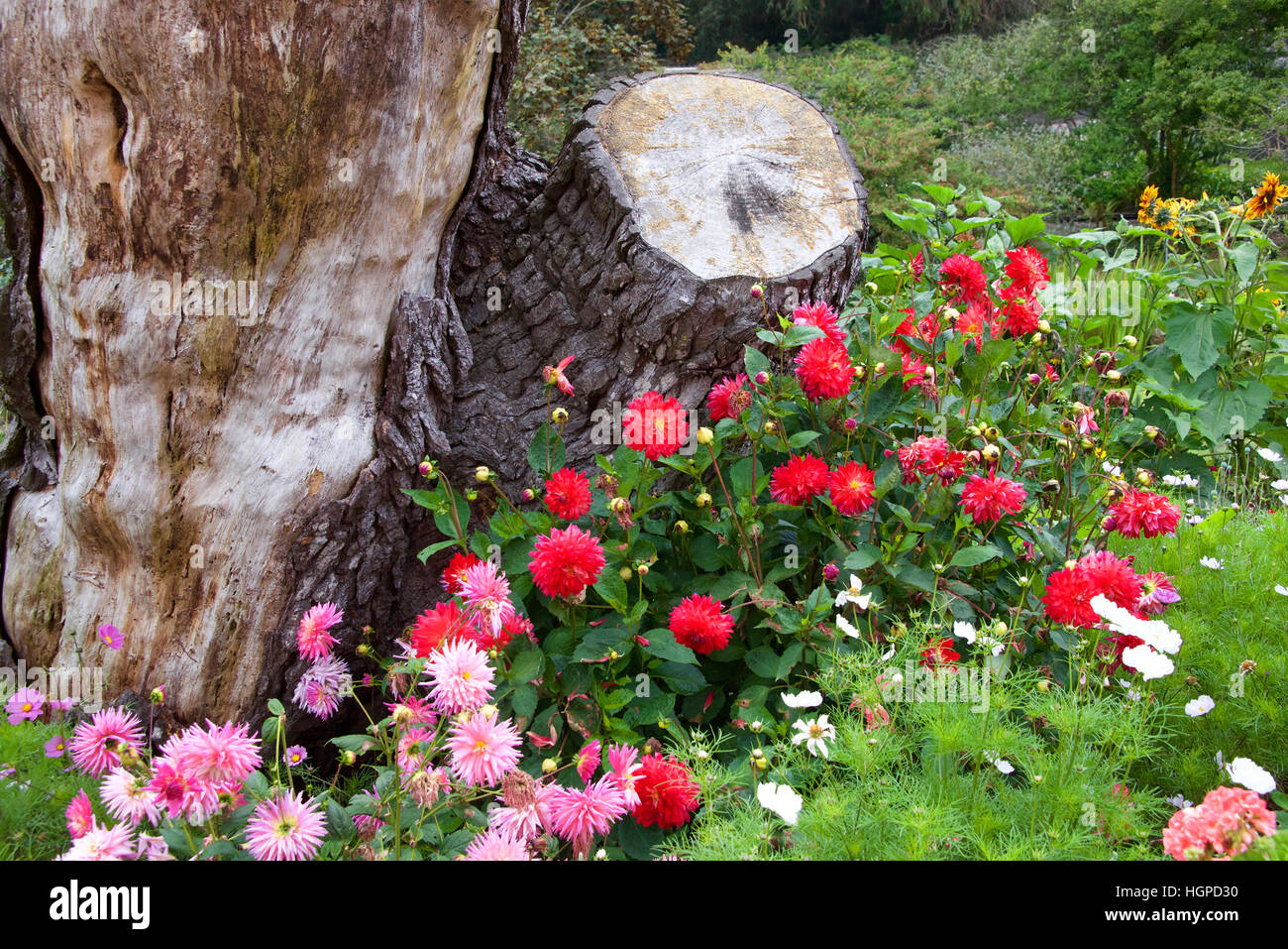 Garden tree stump flowers hi-res stock photography and images - Alamy