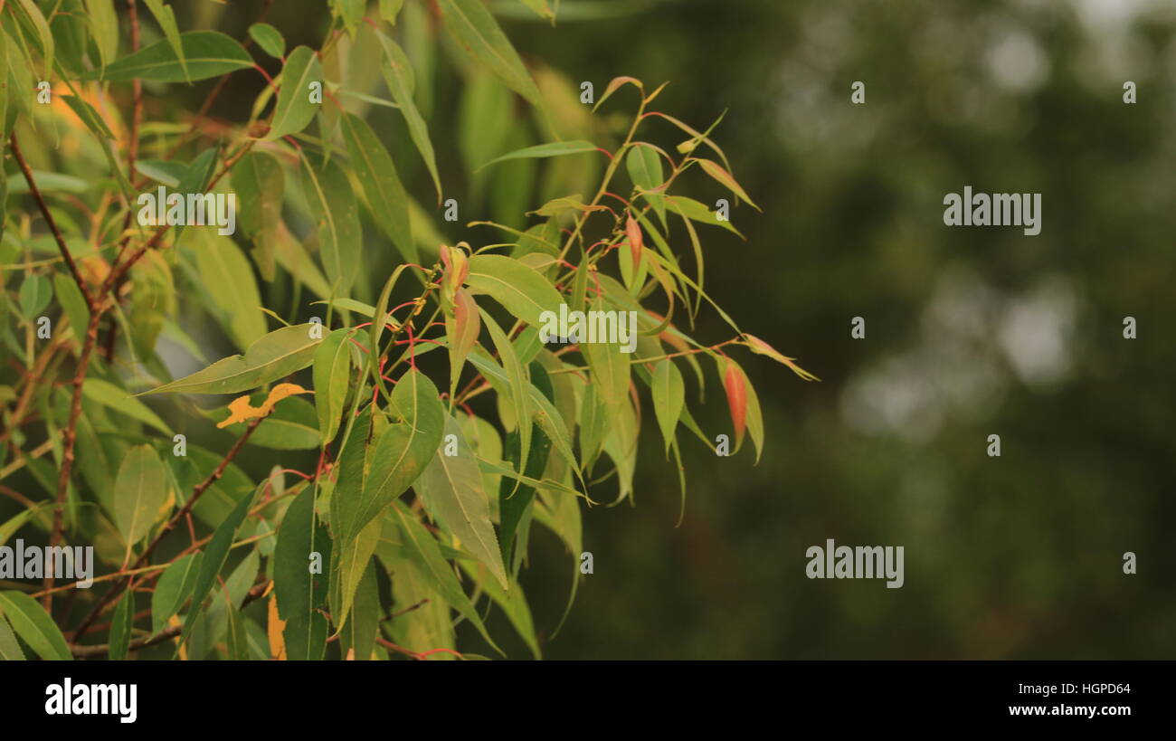 Trees and plants rise from the forest floor Stock Photo - Alamy