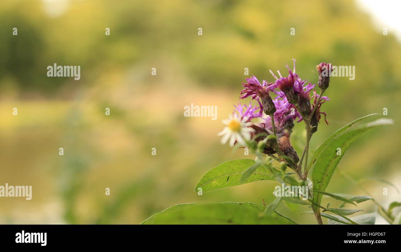 Trees and plants rise from the forest floor Stock Photo - Alamy