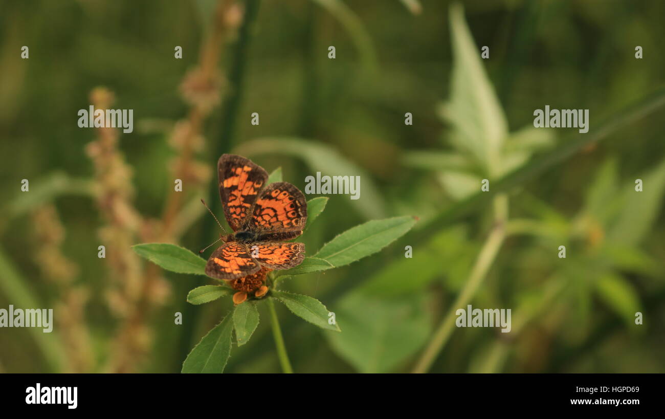 Plants rise hi-res stock photography and images - Alamy