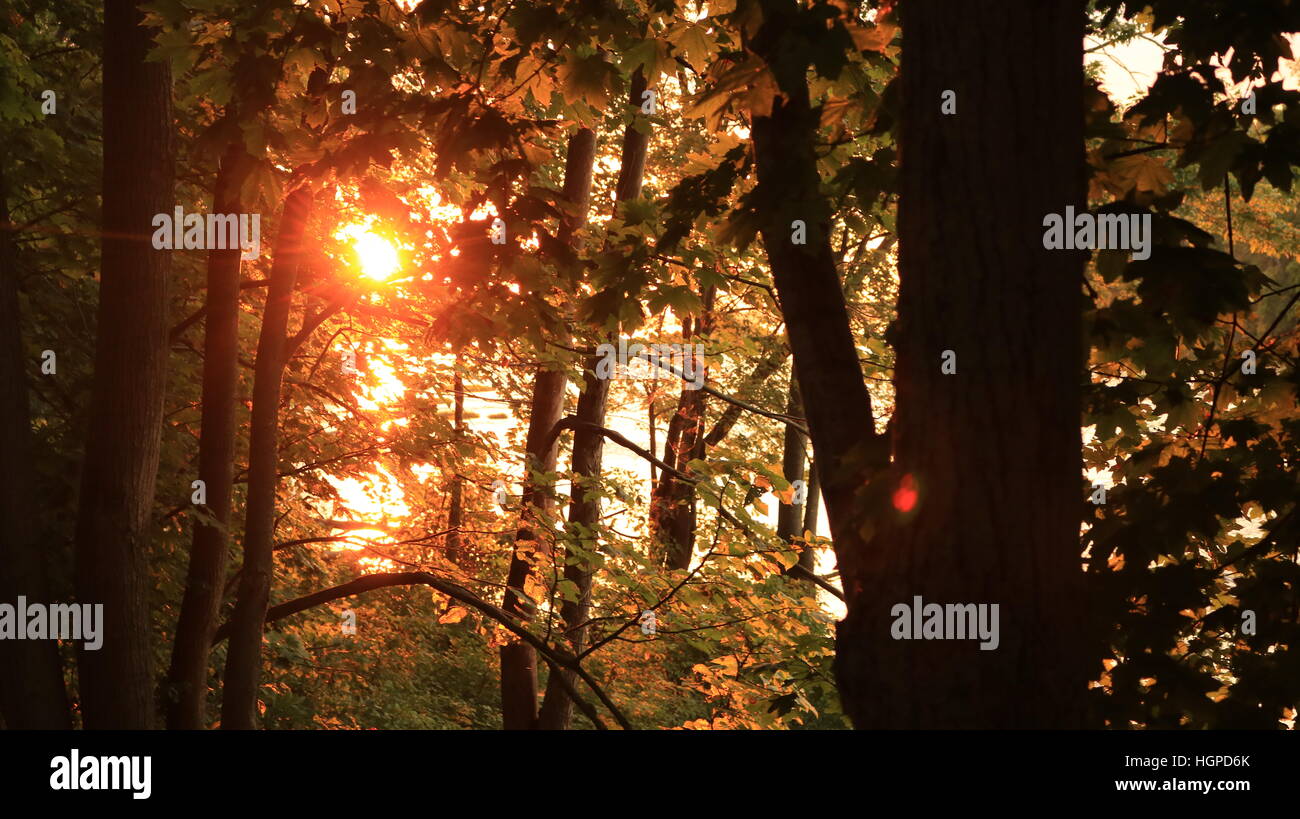 Trees and plants rise from the forest floor Stock Photo - Alamy