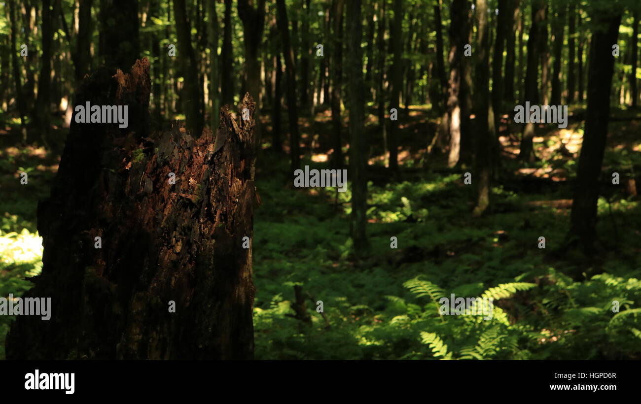 Trees and plants rise from the forest floor Stock Photo - Alamy