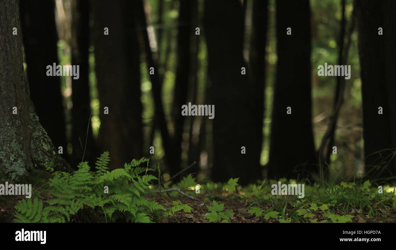 Northwoods North Woods High Resolution Stock Photography and Images - Alamy