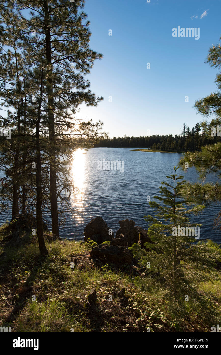 Sun over pine forest hi-res stock photography and images - Alamy