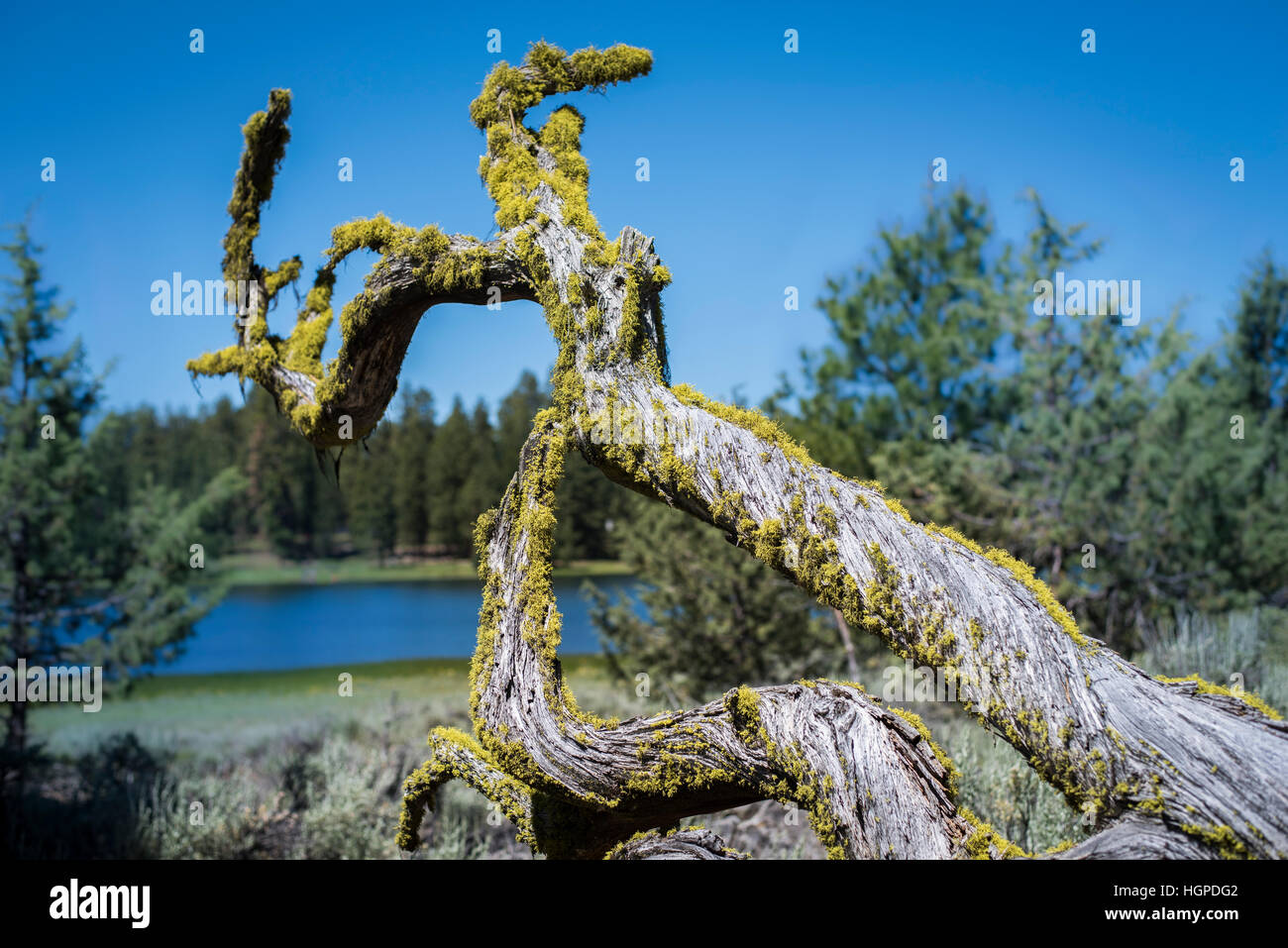 Large twisted tree limb covered in moss with lake and forest in ...
