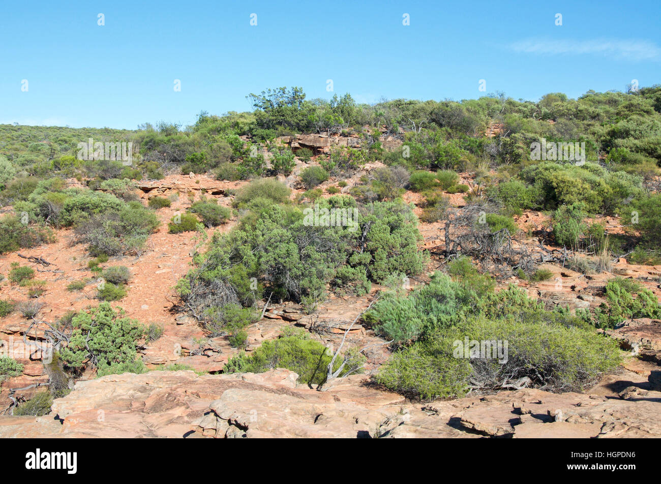 Australian native desert plants hi-res stock photography and images - Alamy