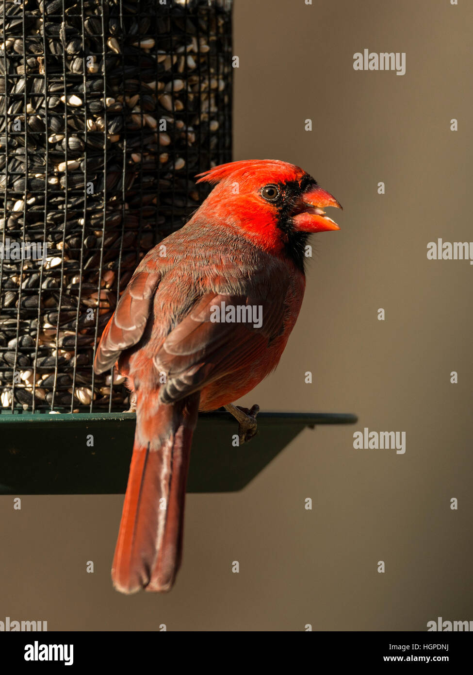 Northern Cardinal on seed feeder Stock Photo - Alamy