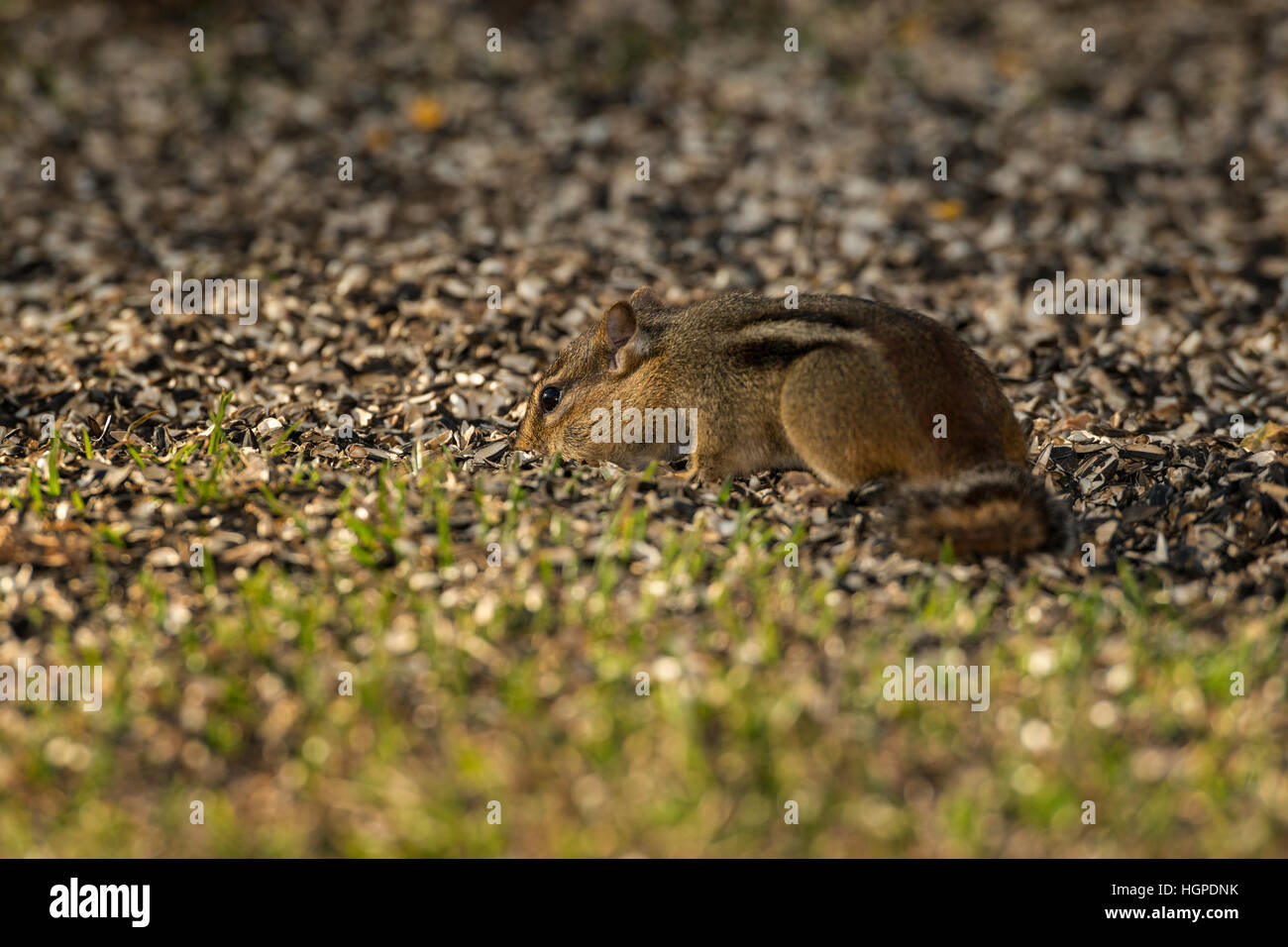 Seed hunting hi-res stock photography and images - Alamy