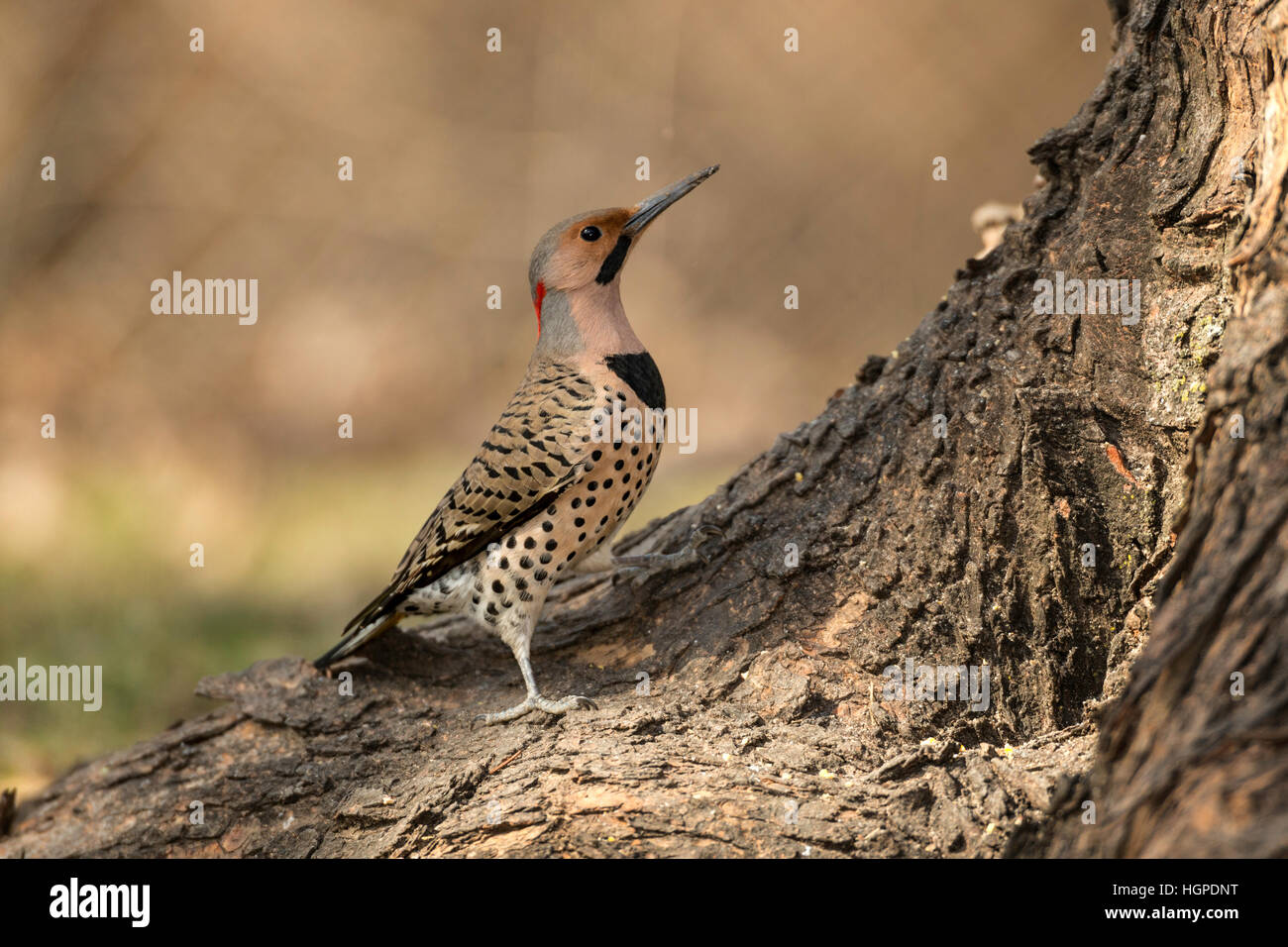 Yellow-shafted Northern Flicker Stock Photo - Alamy