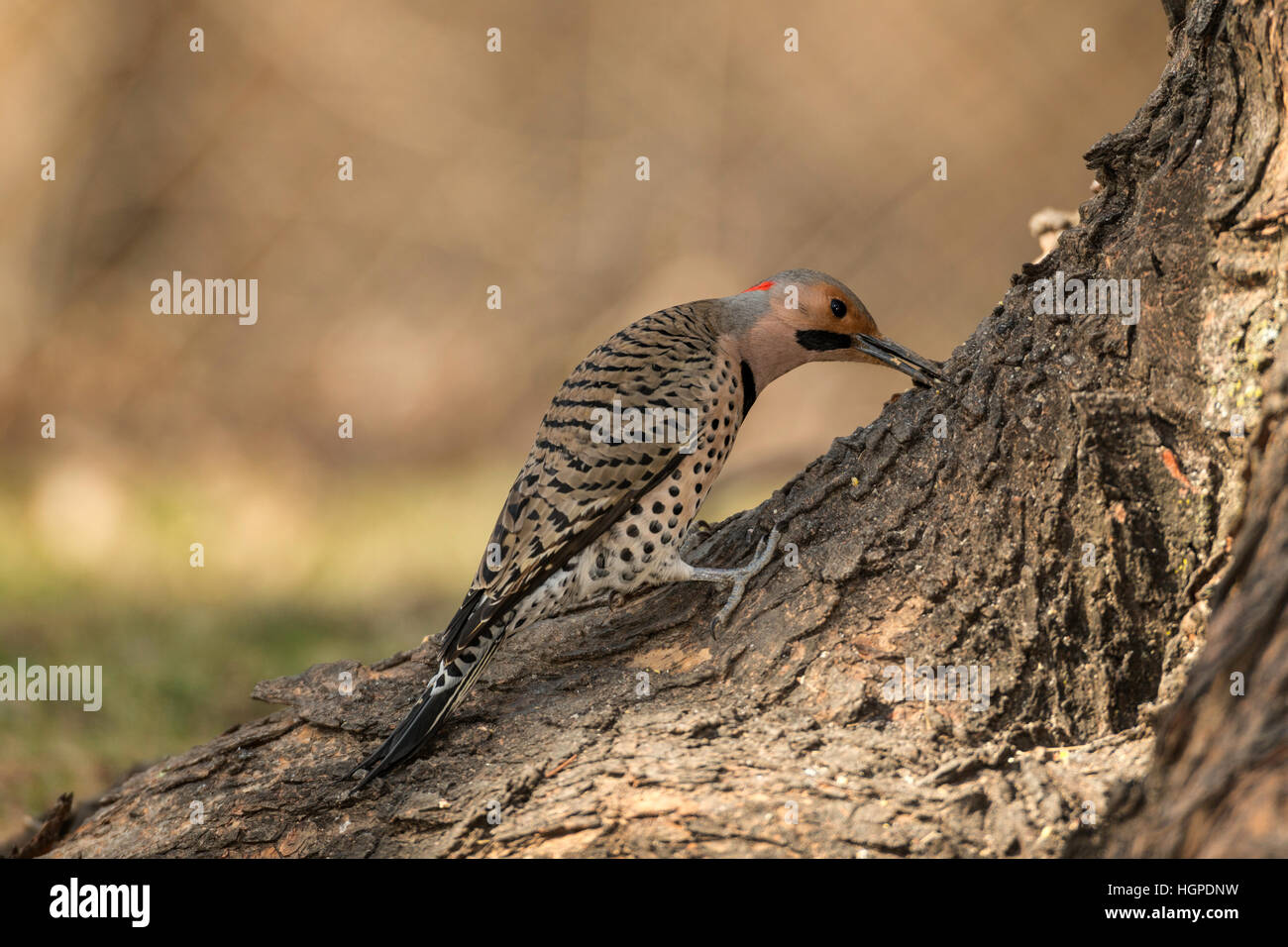 Yellow-shafted Northern Flicker Stock Photo - Alamy