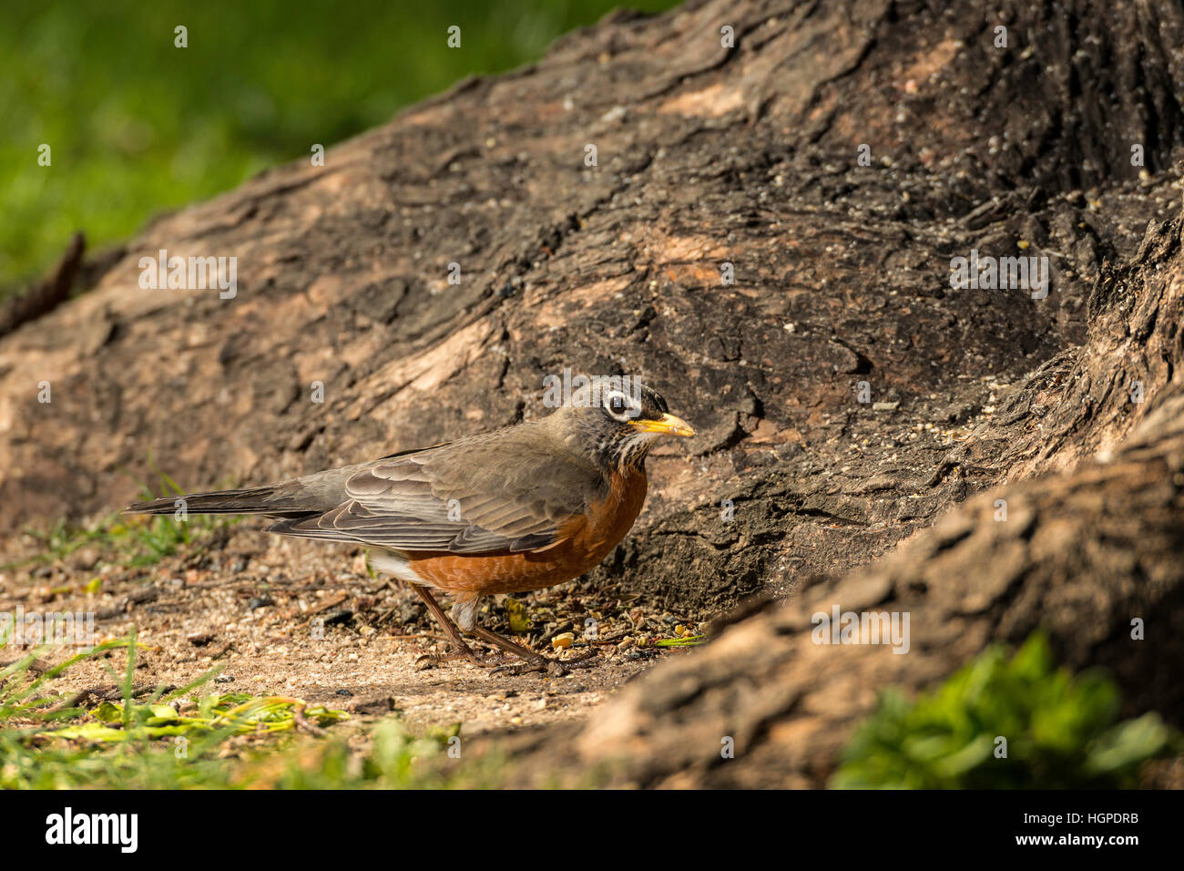 American Robin on ground Stock Photo - Alamy