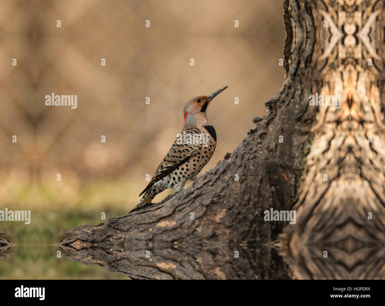 Yellow-shafted Northern Flicker Stock Photo - Alamy