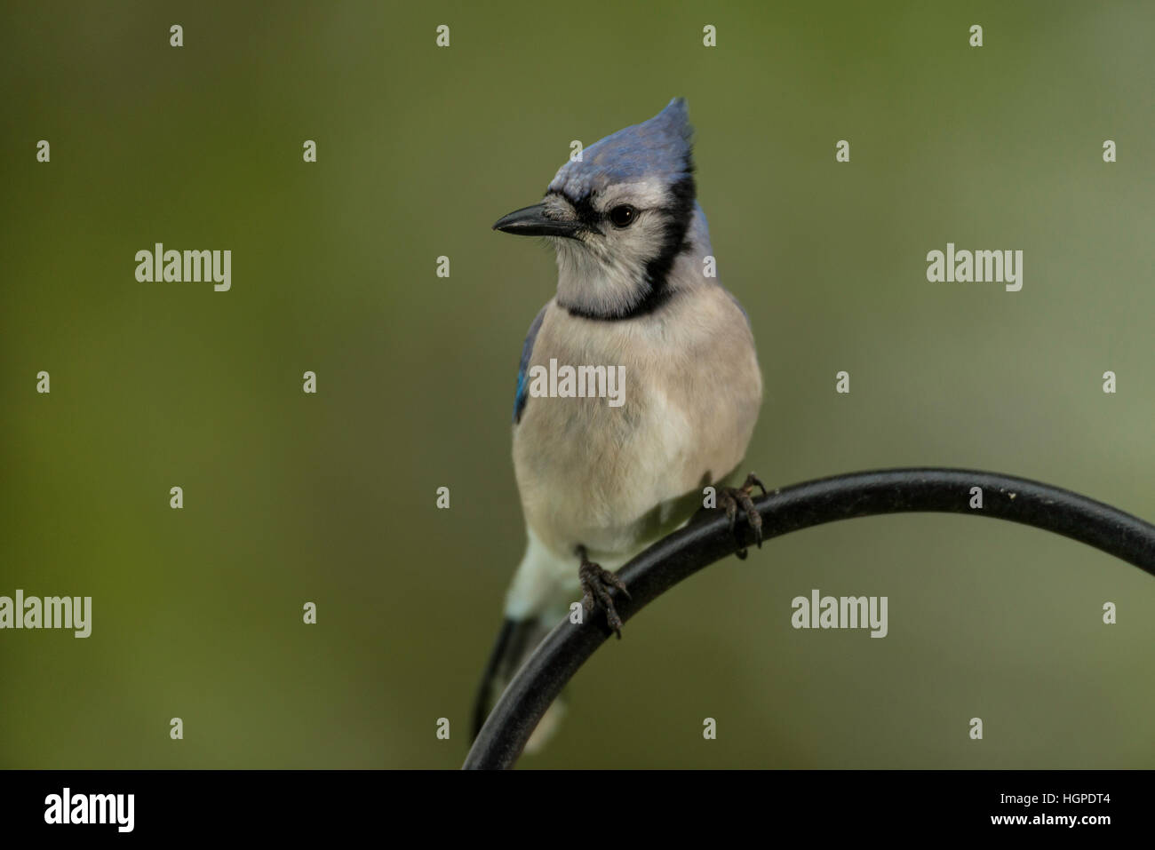 Jay bird perched hi-res stock photography and images - Alamy
