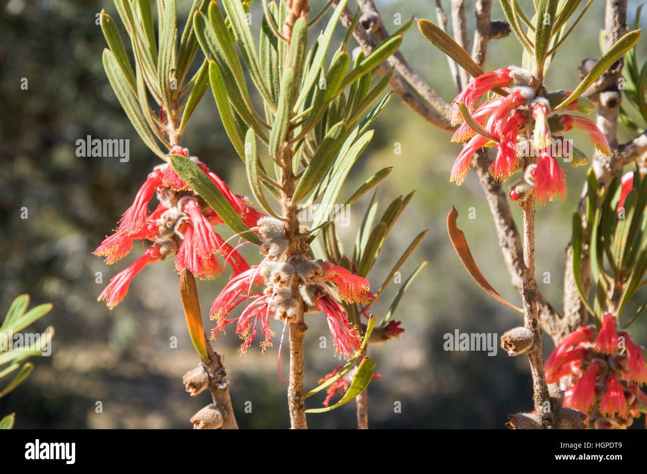 Claw Flower High Resolution Stock Photography and Images - Alamy