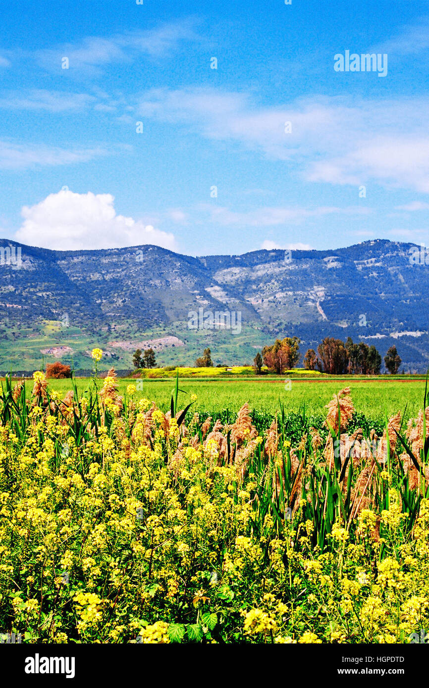 The Hula Valley Stock Photo - Alamy